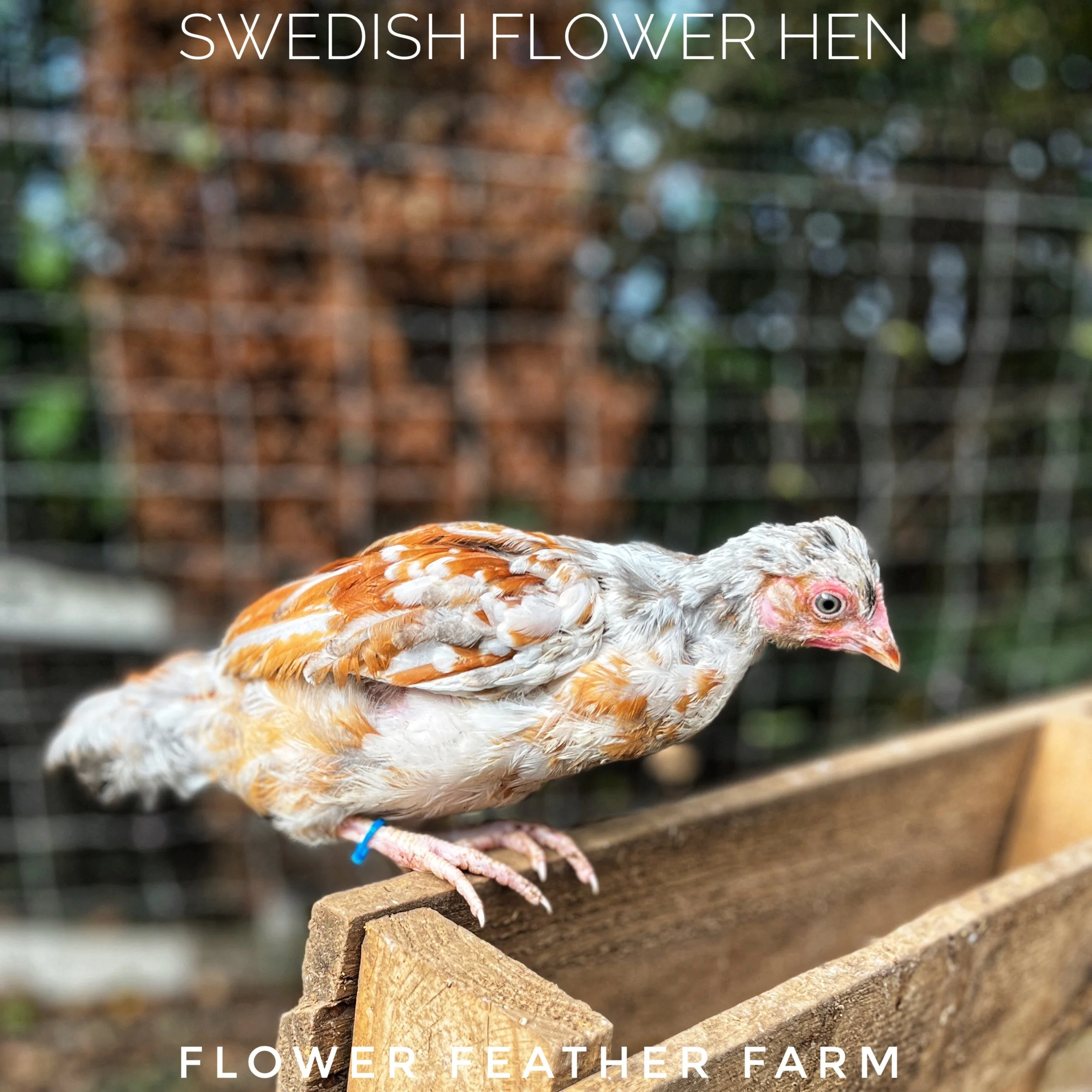 Swedish Flower Hens aka Skånsk Blommehöna Chicks available at Flower ...