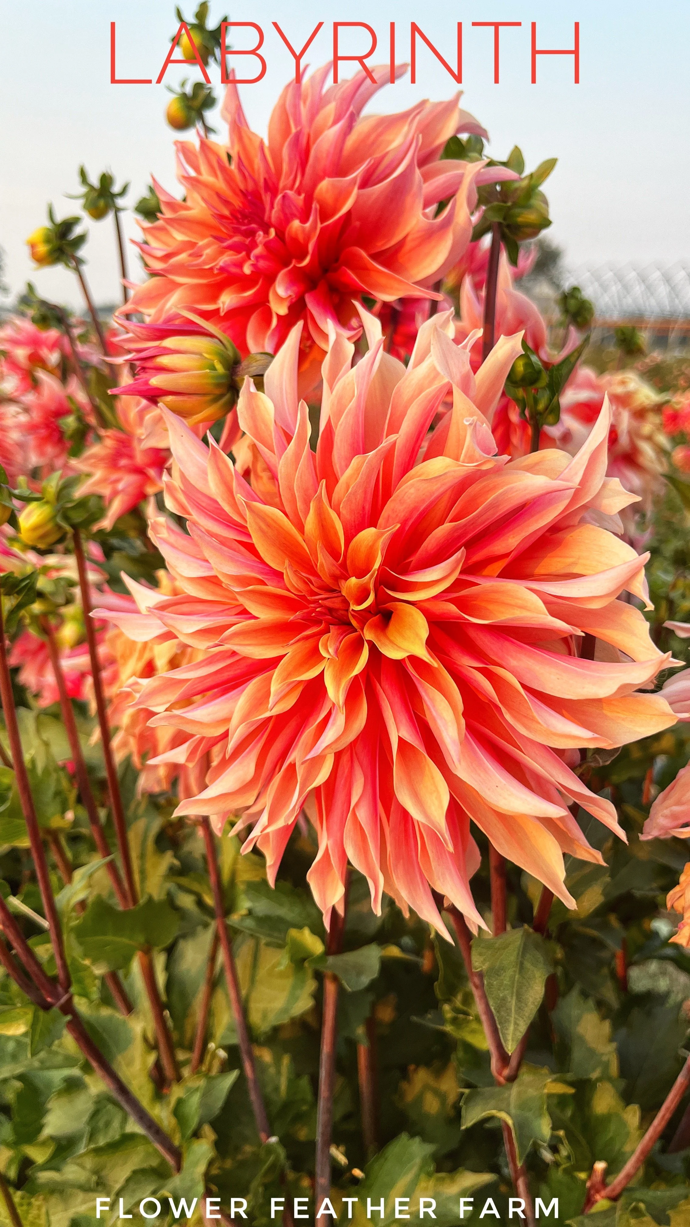 Dahlias — Flower Feather Farm: Chicks & Dahlias