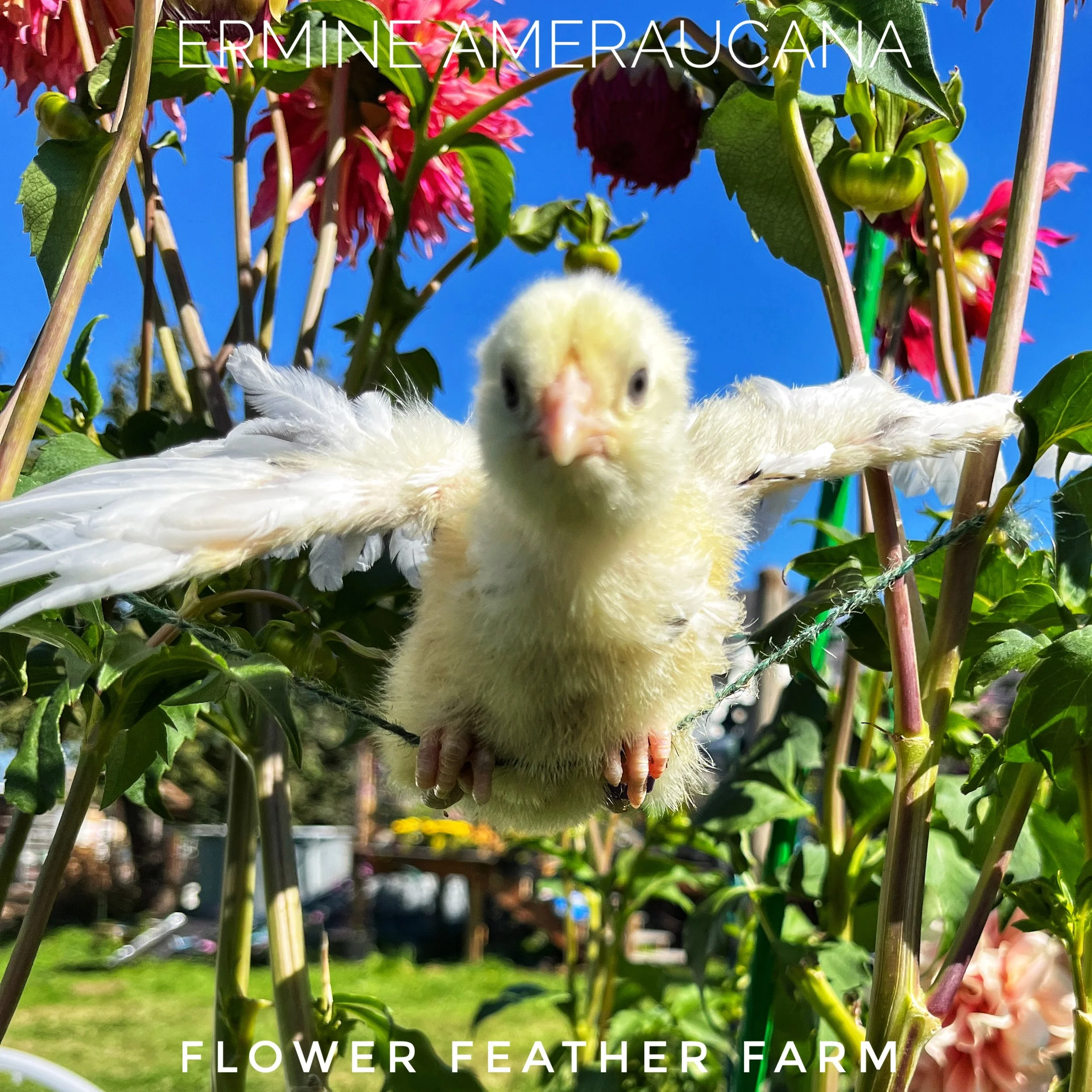 Ermine Ameraucanas at Flower Feather Farm, a boutique chick hatchery ...
