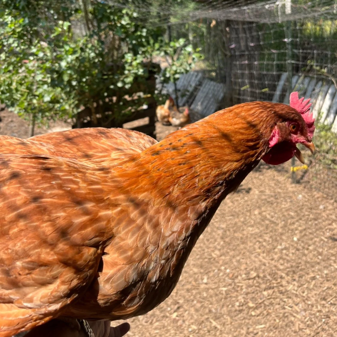 Freedom Ranger Meat Chicks — Flower Feather Farm: Chicks & Dahlias