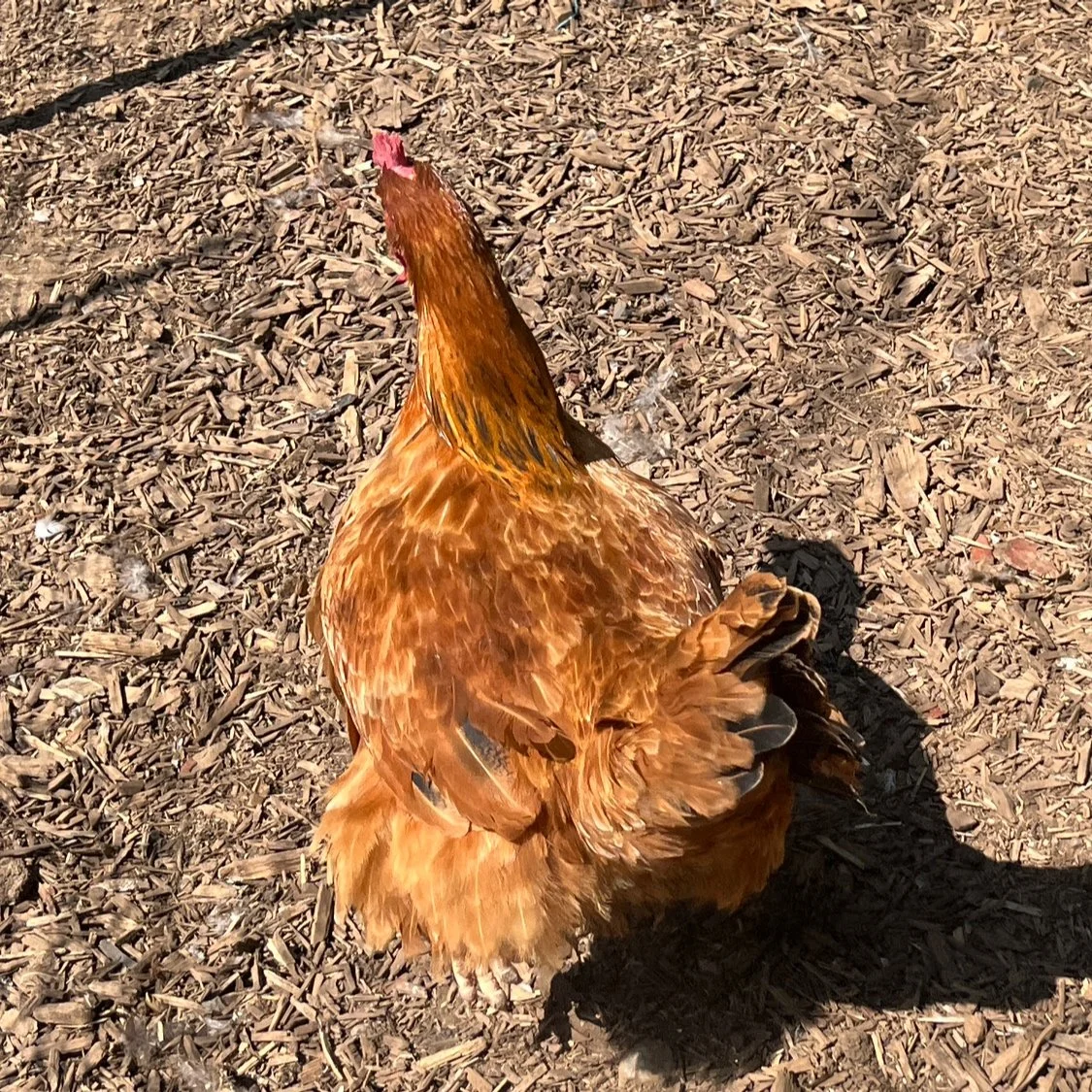 Swedish Flower Hens aka Skånsk Blommehöna Chicks available at Flower ...