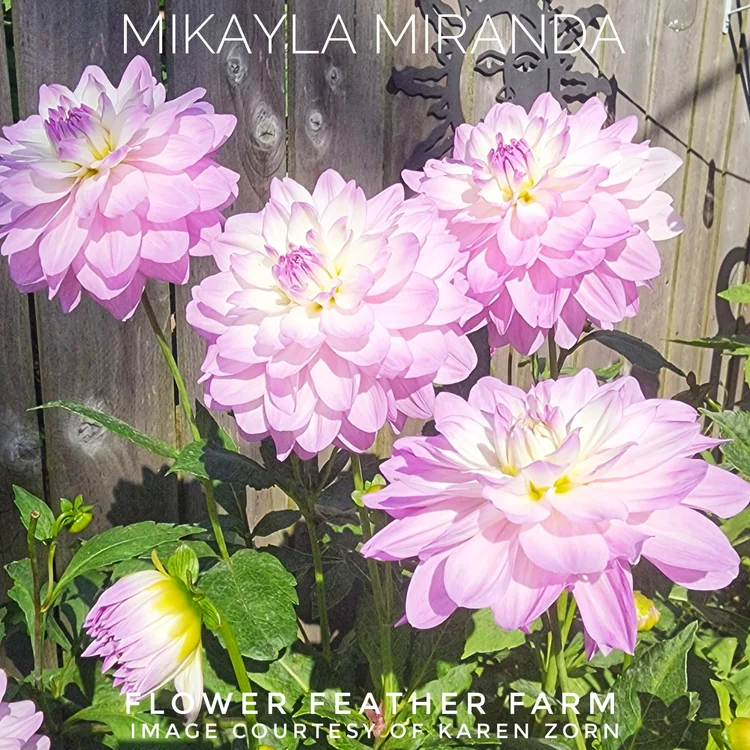 Shiloh Noelle Dahlias at Flower Feather Farm, Specialty Chicks and ...