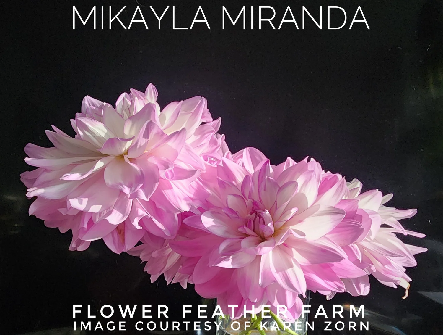 Shiloh Noelle Dahlias at Flower Feather Farm, Specialty Chicks and ...