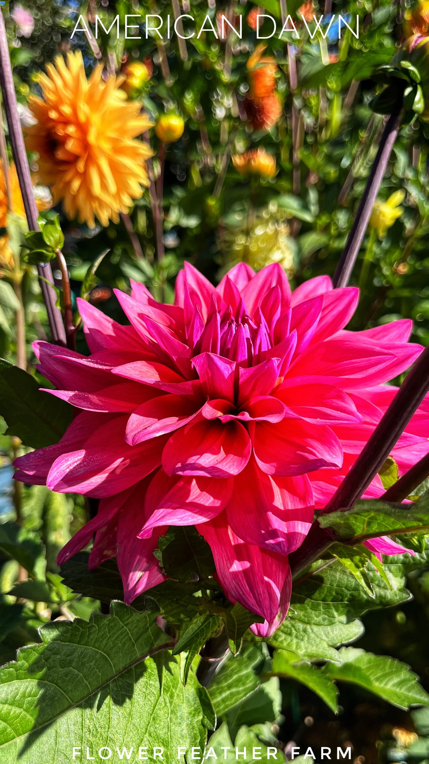 Dahlias — Flower Feather Farm, chicks & dahlias