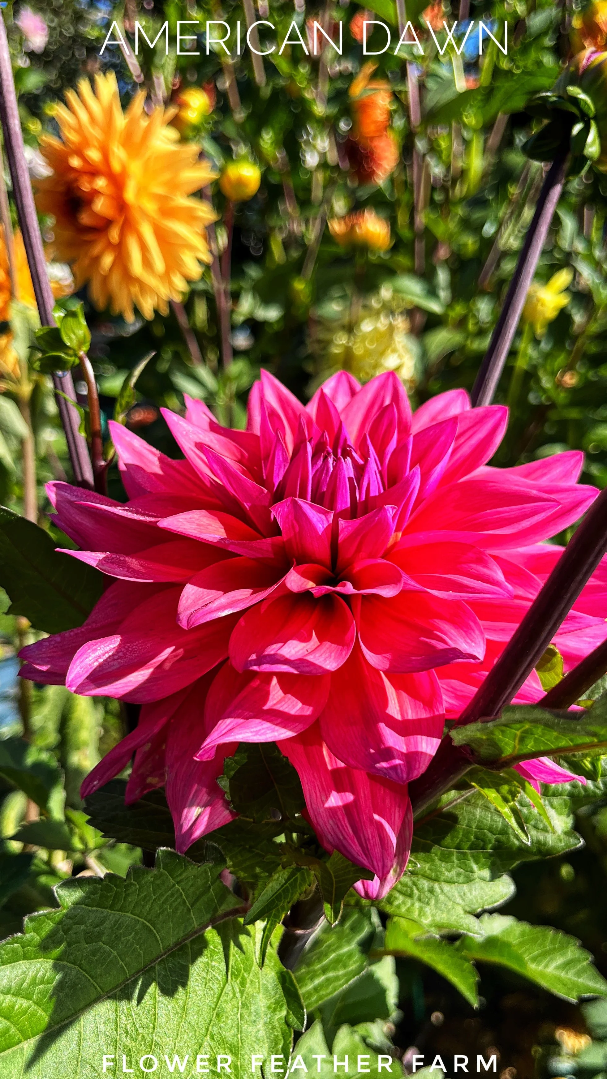 Dahlias — Flower Feather Farm, chicks & dahlias