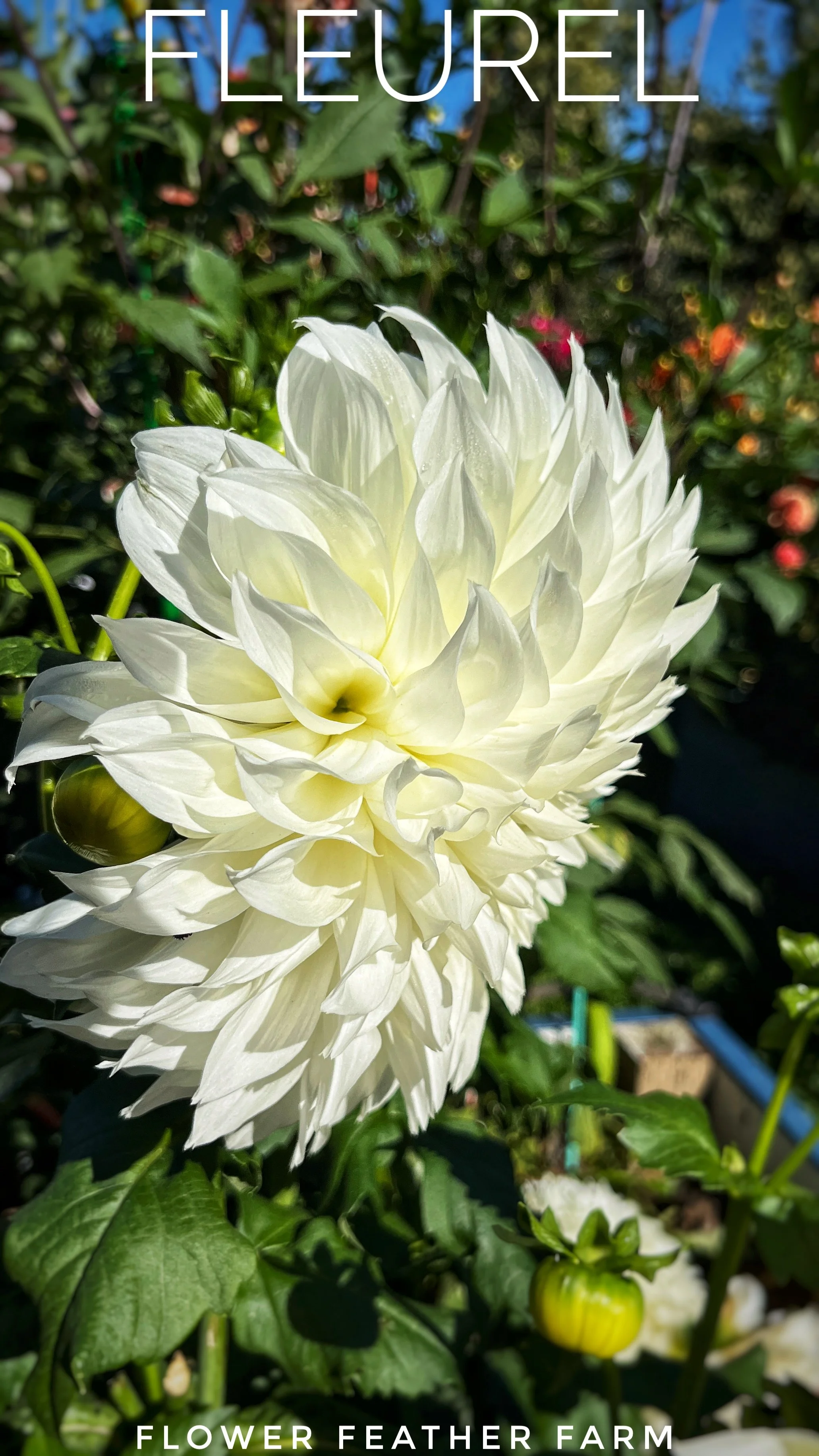 Break Out Dahlias at Flower Feather Farm, Specialty Chicks and Dahlia ...