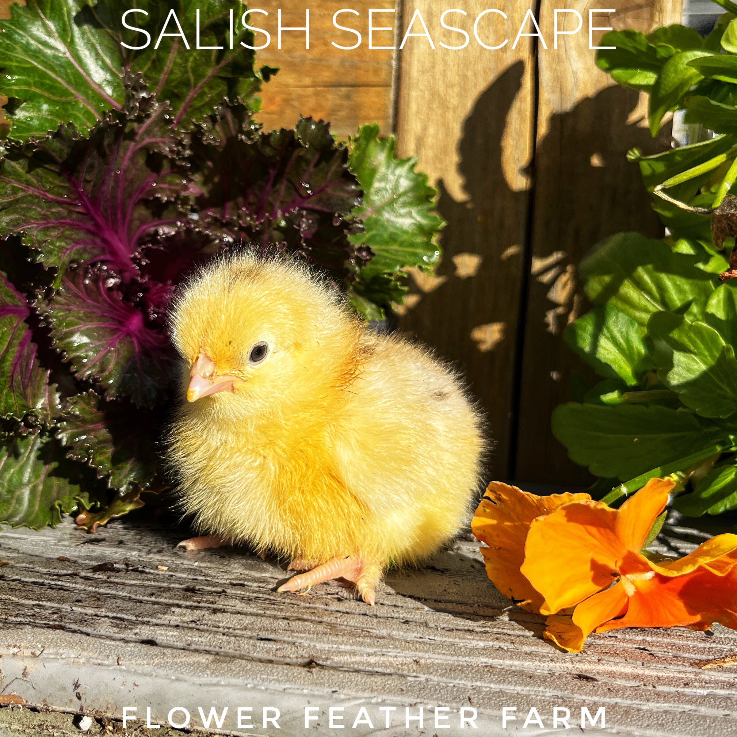 Swedish Flower Hens aka Skånsk Blommehöna Chicks available at Flower ...