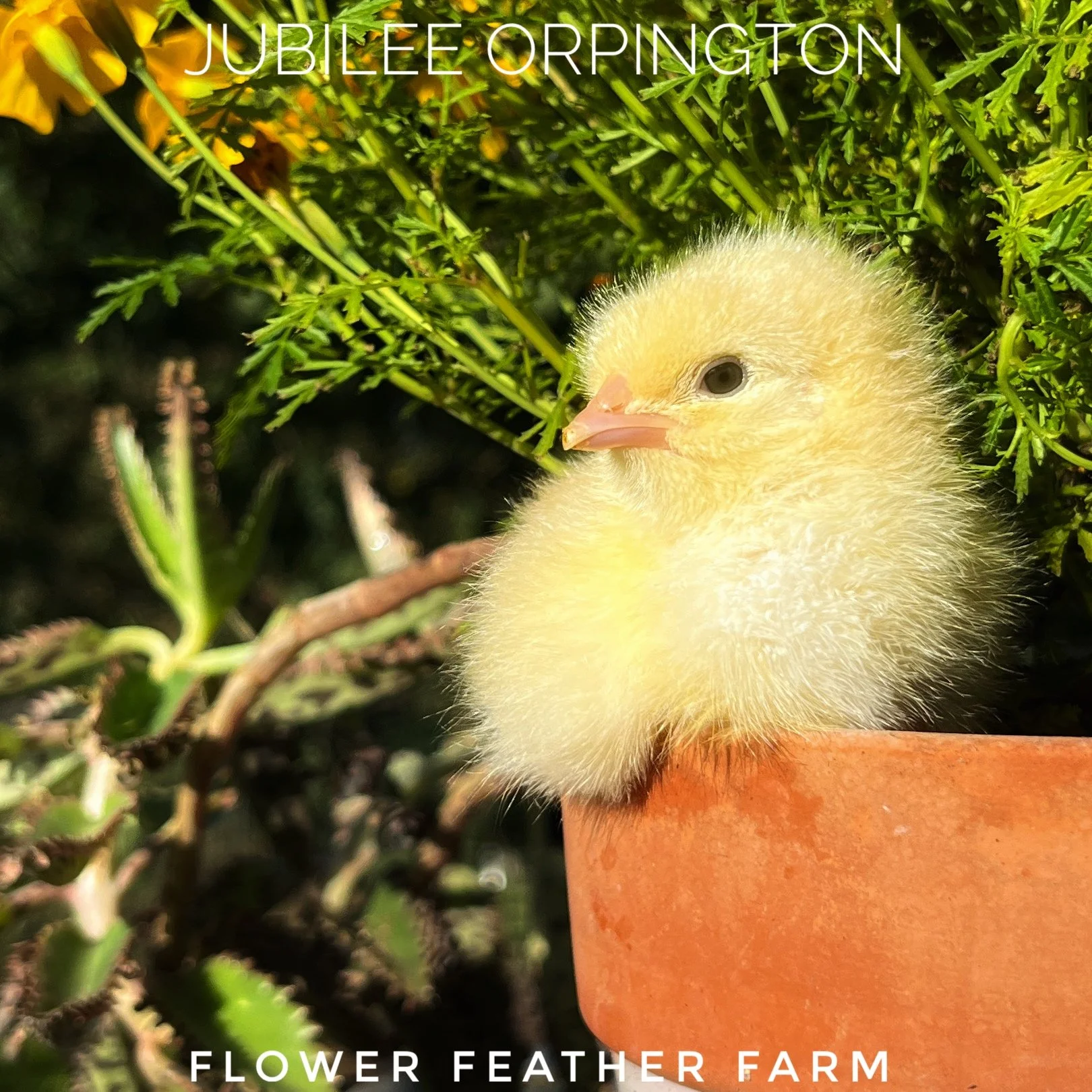 Wheaten/Blue Wheaten Marans Chicks