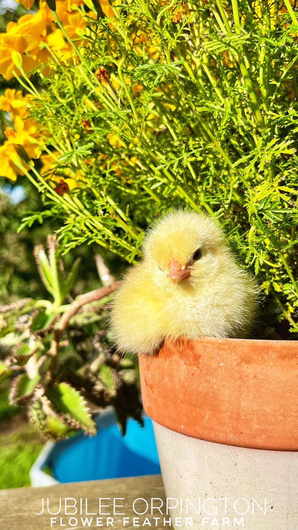 Swedish Flower Hens aka Skånsk Blommehöna Chicks available at Flower ...