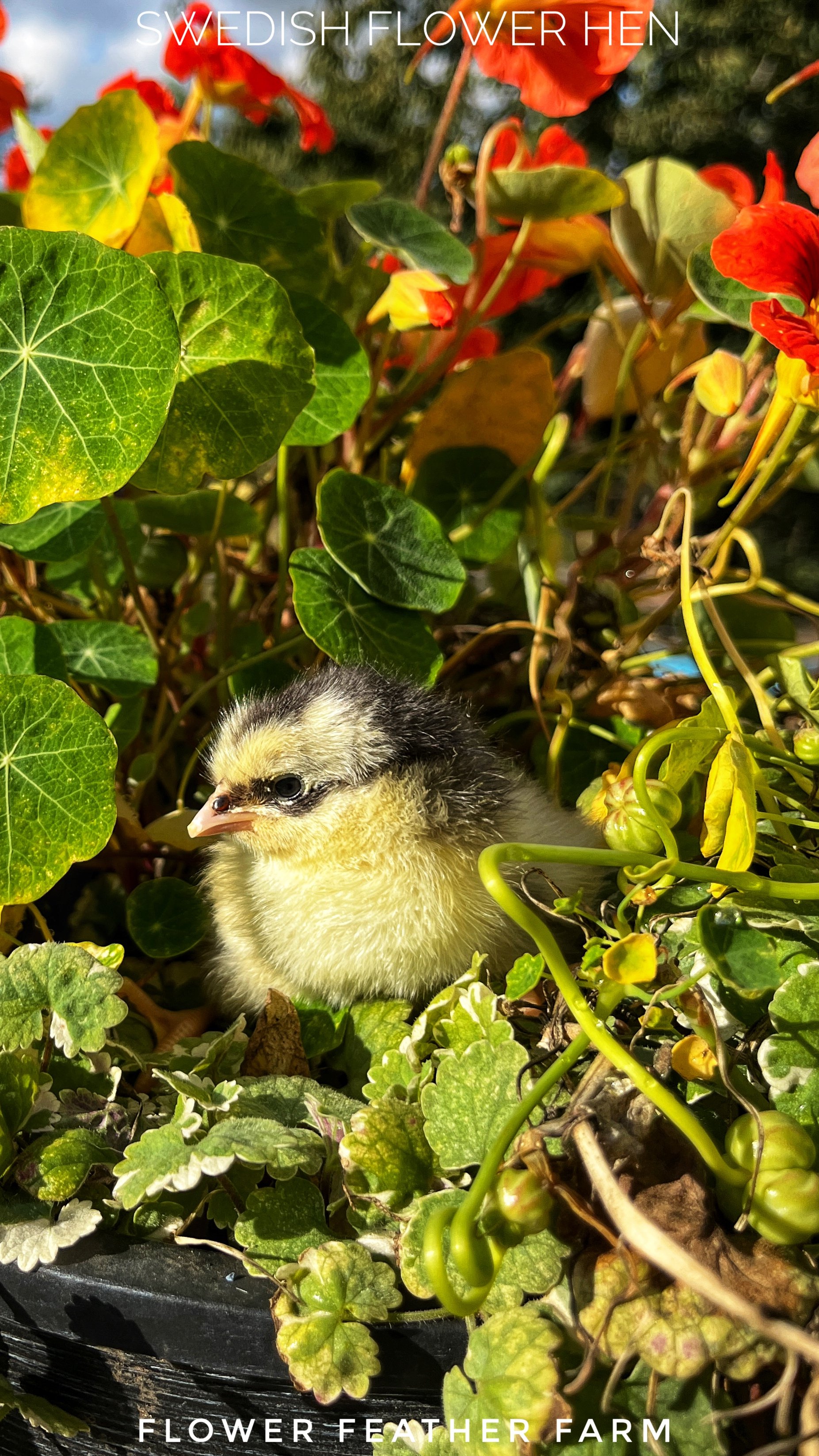 Wheaten/Blue Wheaten Marans Chicks