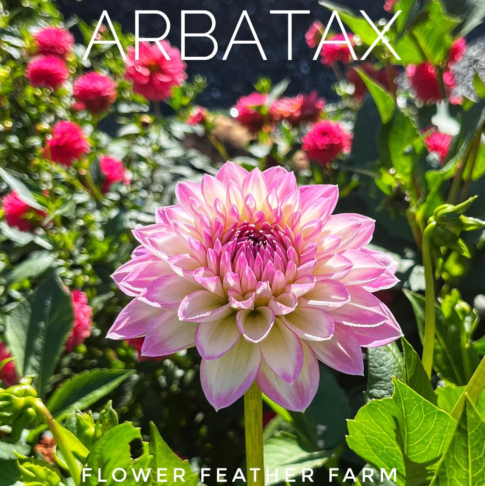 Shiloh Noelle Dahlias at Flower Feather Farm, Specialty Chicks and ...