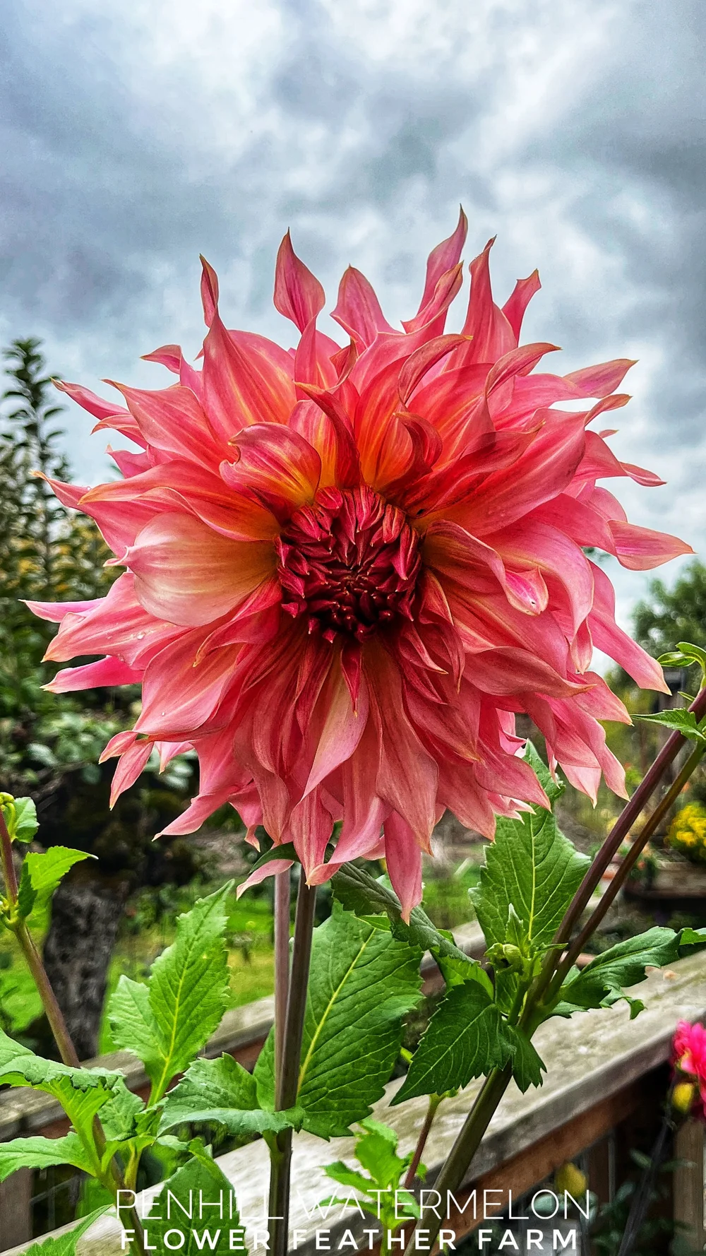 Belle of Barmera Dahlias at Flower Feather Farm, Specialty Chicks and ...