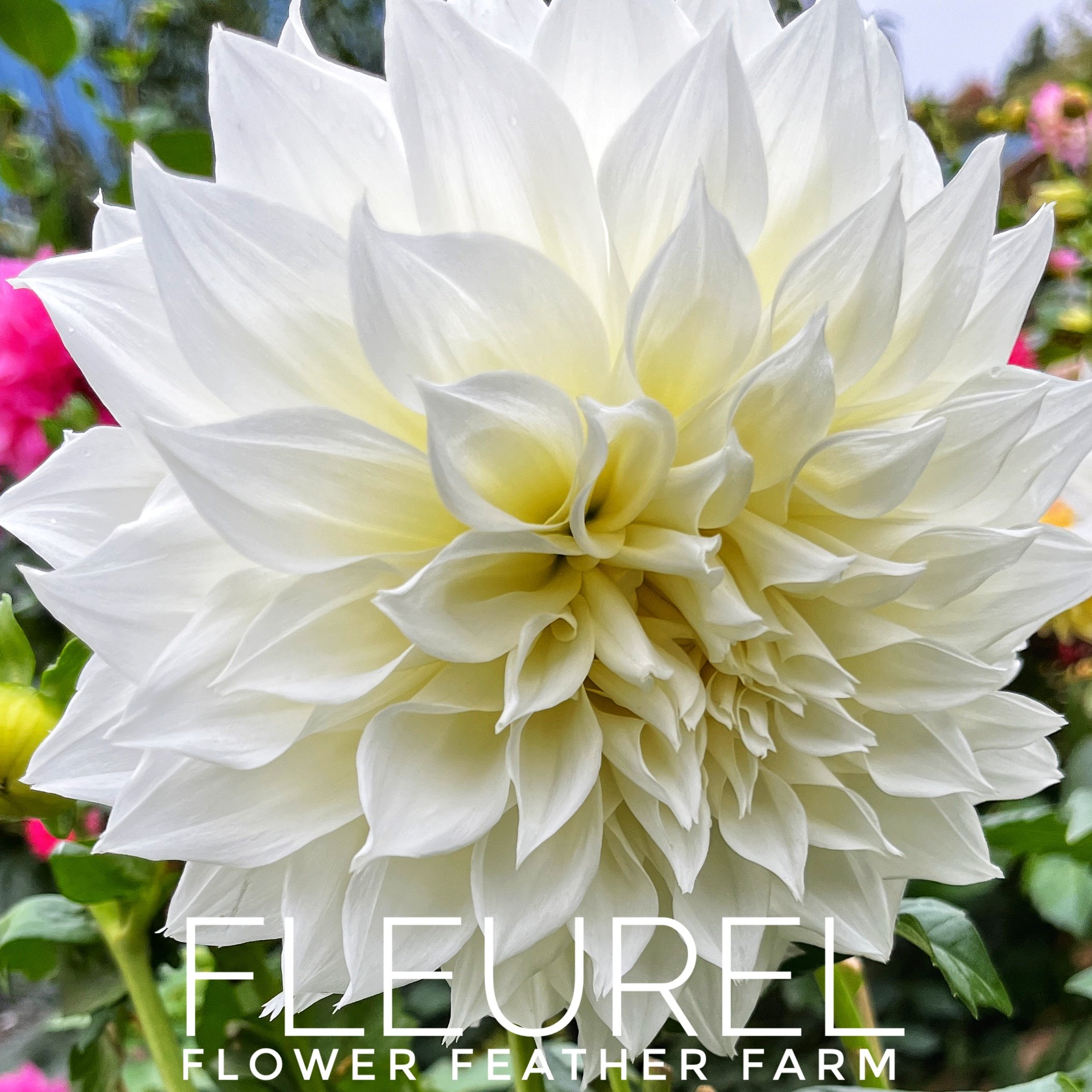Cafe au Lait Royal Dahlias at Flower Feather Farm, Specialty Chicks and ...