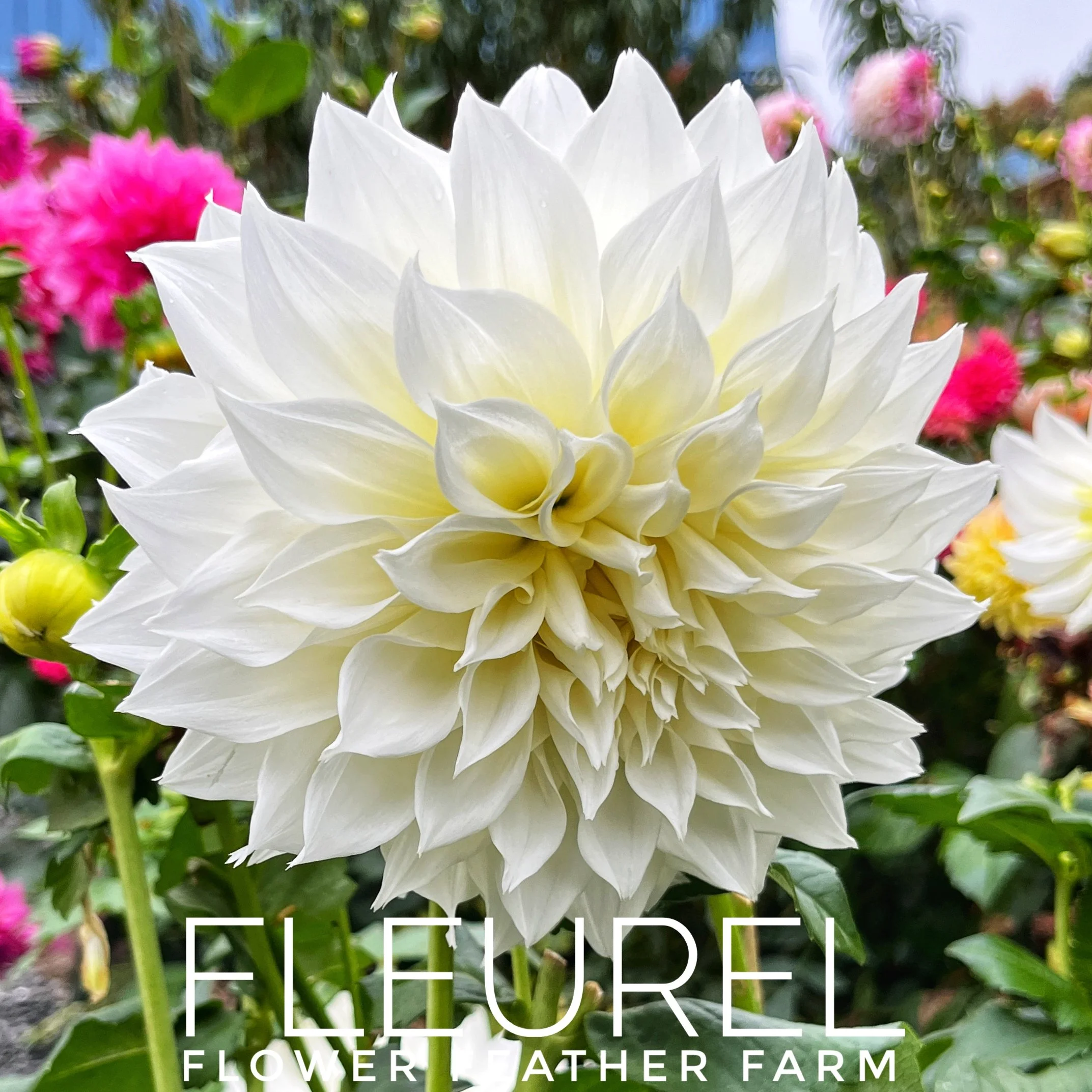 Shiloh Noelle Dahlias at Flower Feather Farm, Specialty Chicks and ...