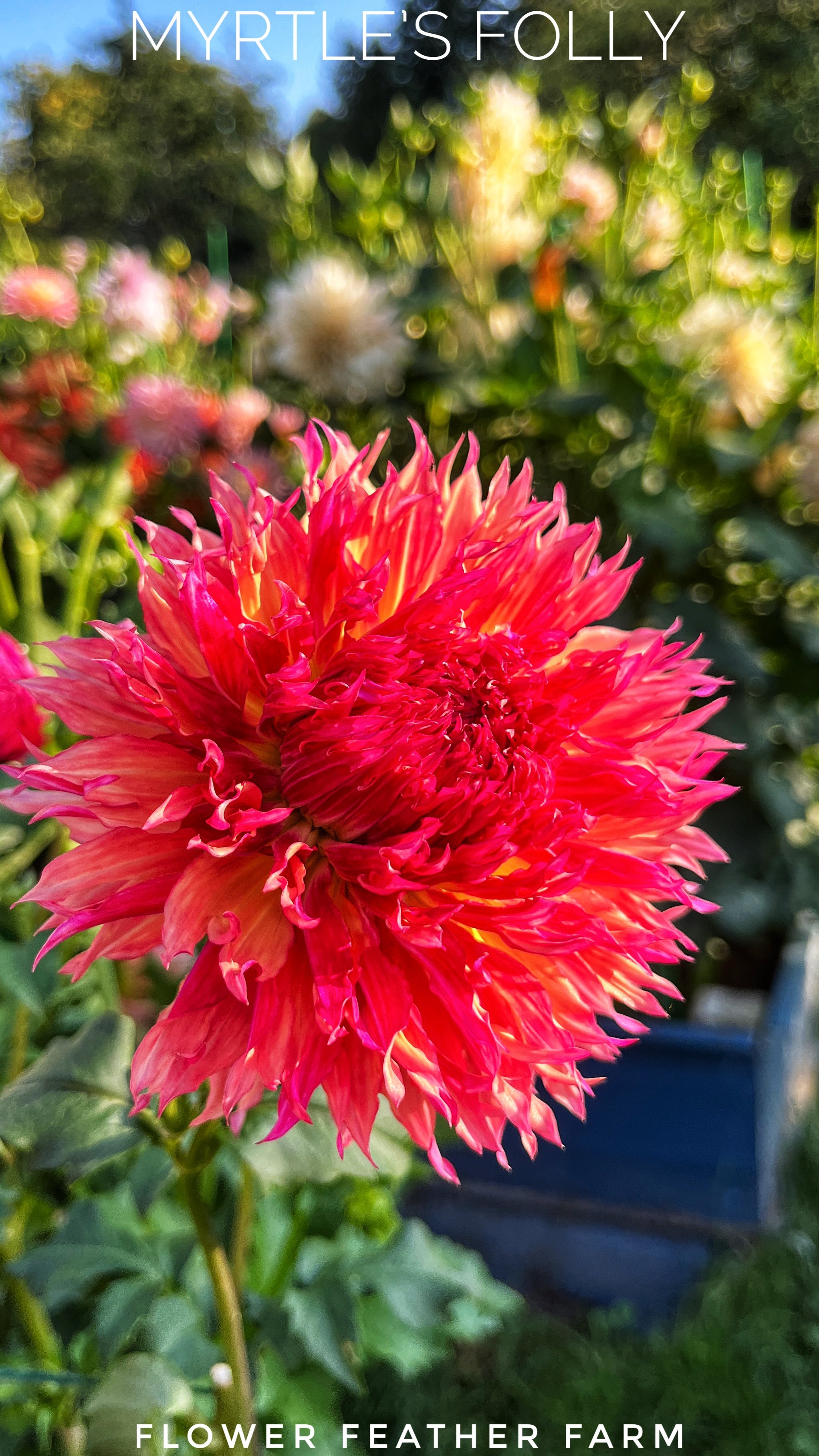 Melody Gypsy Dahlias at Flower Feather Farm, Specialty Chicks and ...