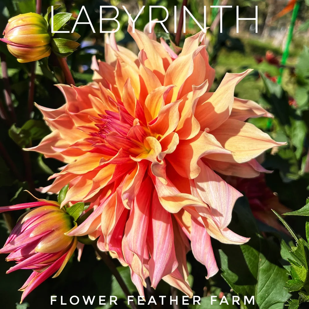 Seattle Dahlia Tubers