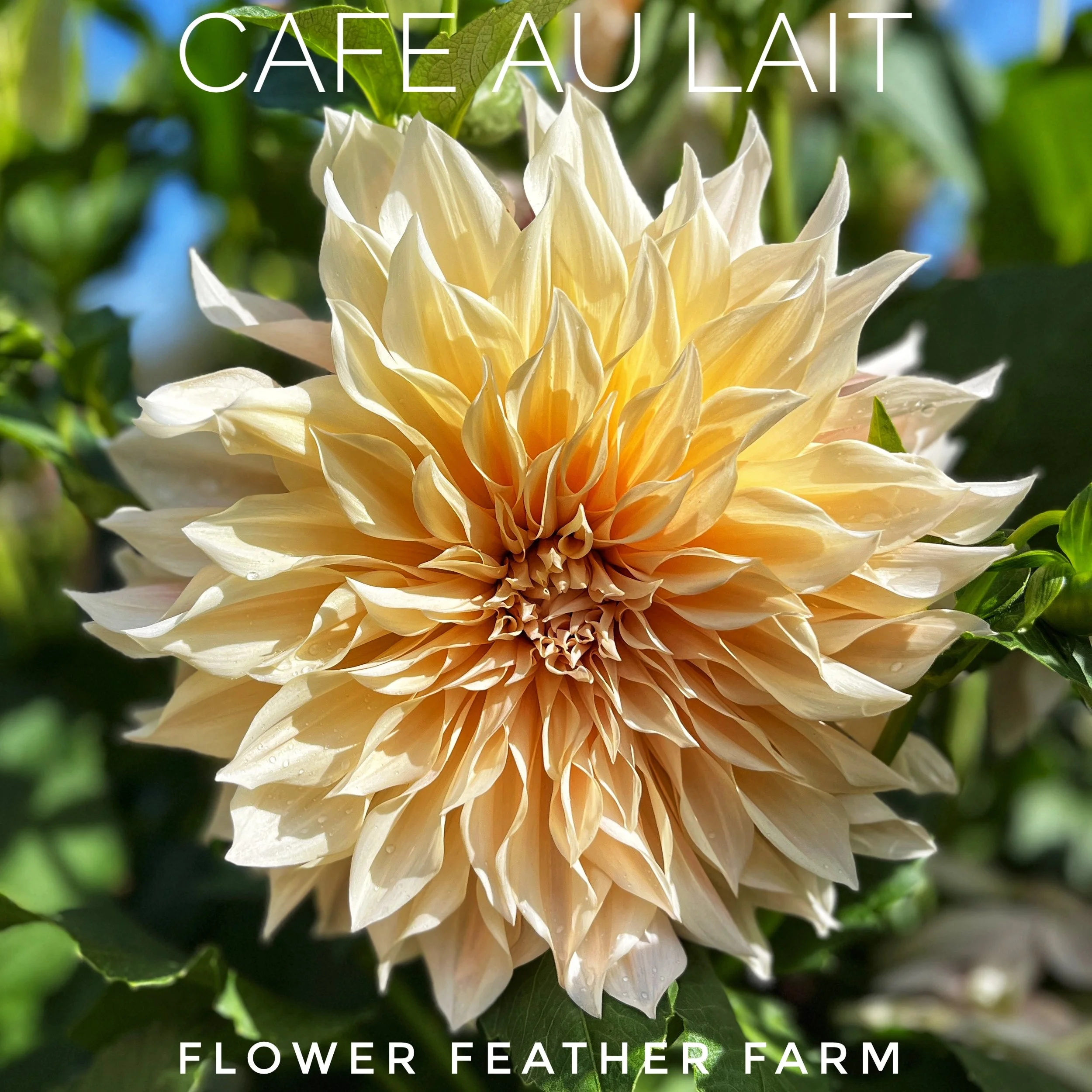 Break Out Dahlias at Flower Feather Farm, Specialty Chicks and Dahlia ...