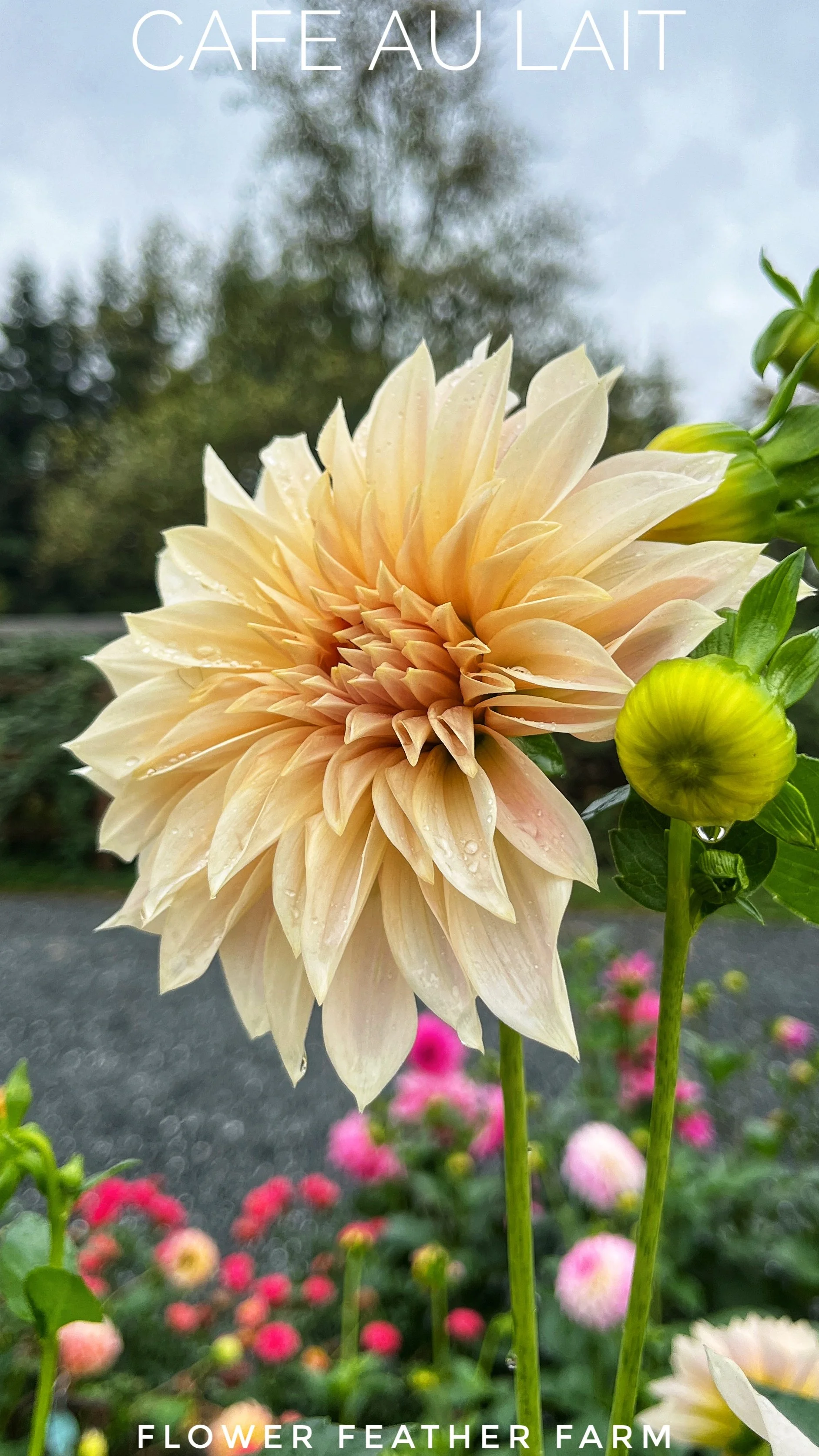 Break Out Dahlias at Flower Feather Farm, Specialty Chicks and Dahlia ...