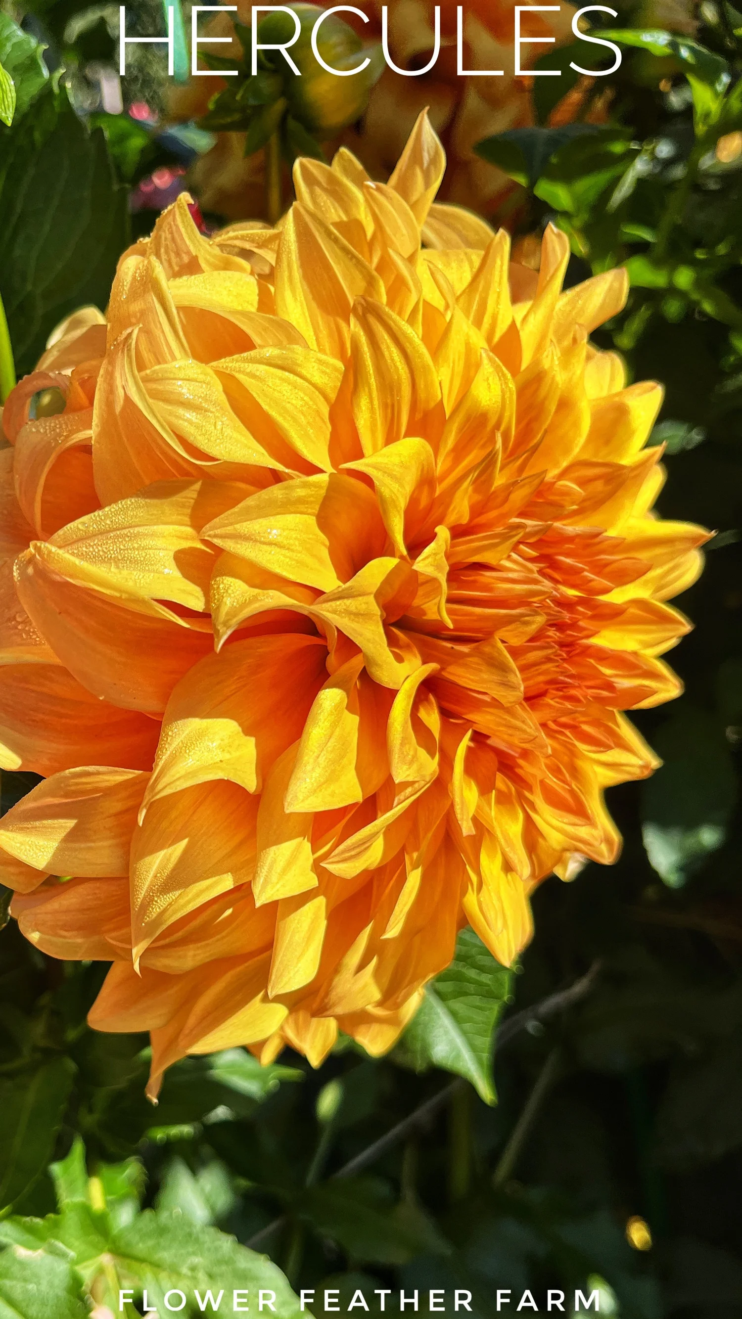 Seattle Dahlia Tubers at Flower Feather Farm, Chicks & Dahlia — Flower ...
