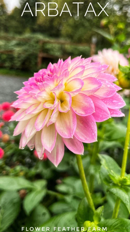 Shiloh Noelle Dahlias at Flower Feather Farm, Specialty Chicks and ...