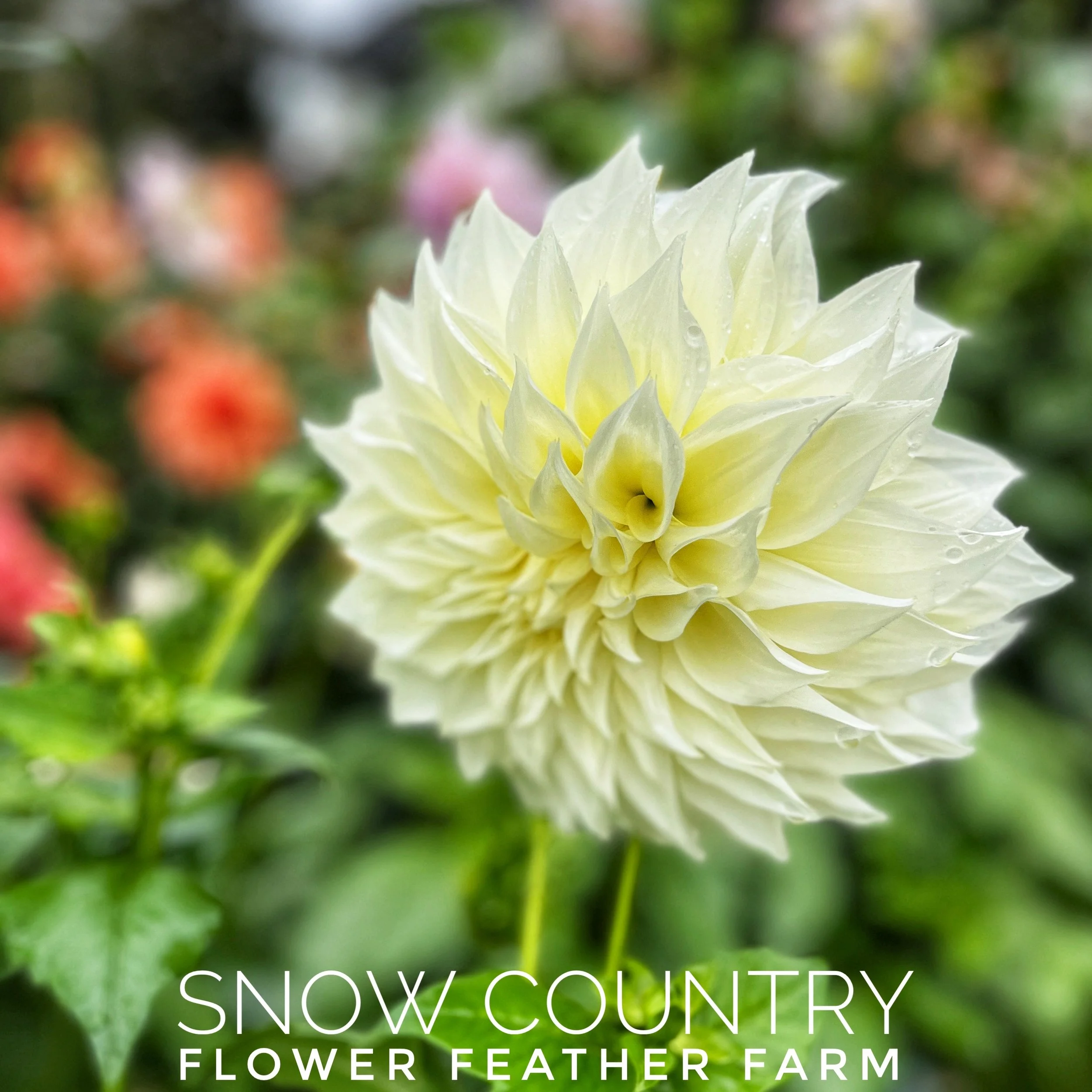 Cafe au Lait Dahlias at Flower Feather Farm, Specialty Chicks and ...