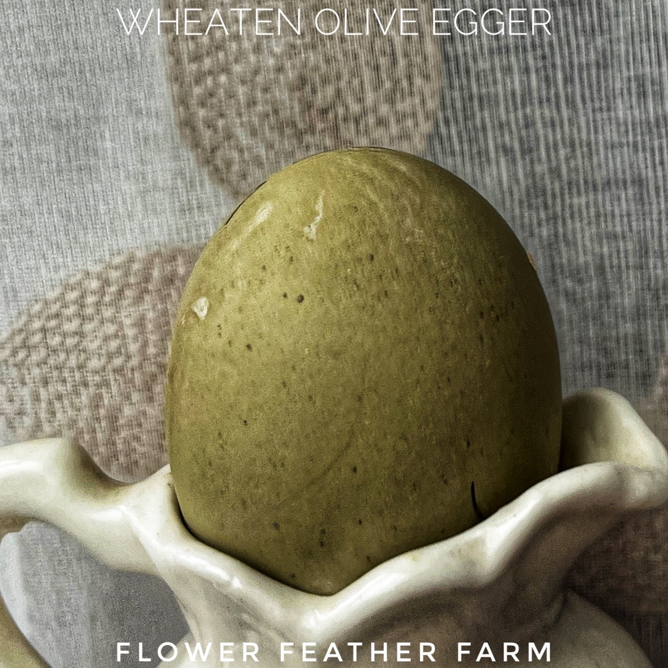 Wheaten/Blue Wheaten/Splash Ameraucanas Chicks available at Flower ...