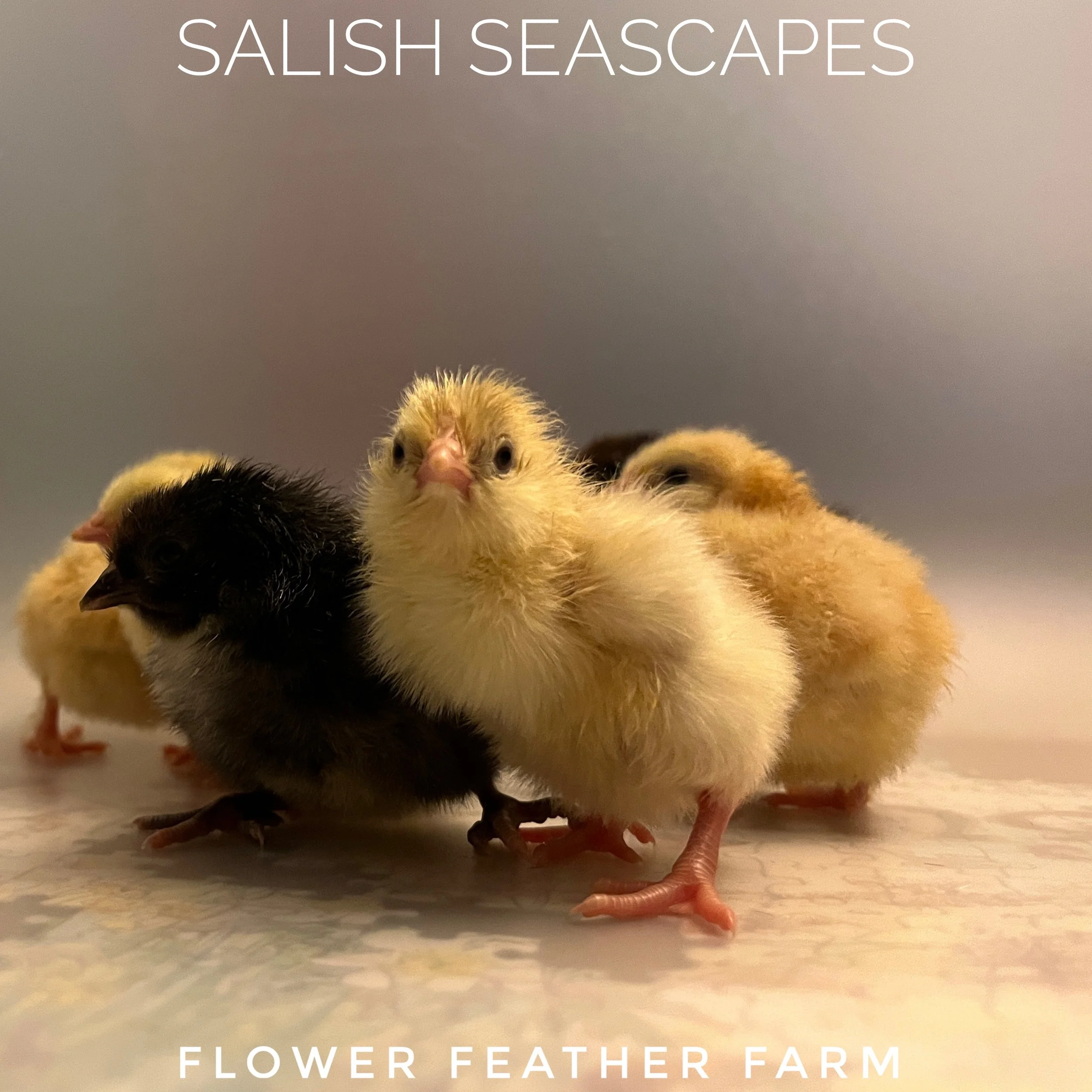Swedish Flower Hens aka Skånsk Blommehöna Chicks available at Flower ...