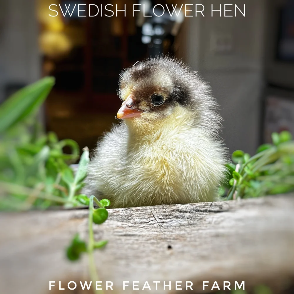 Jubilee Orpington Chicks available year-round at Flower Feather Farm ...