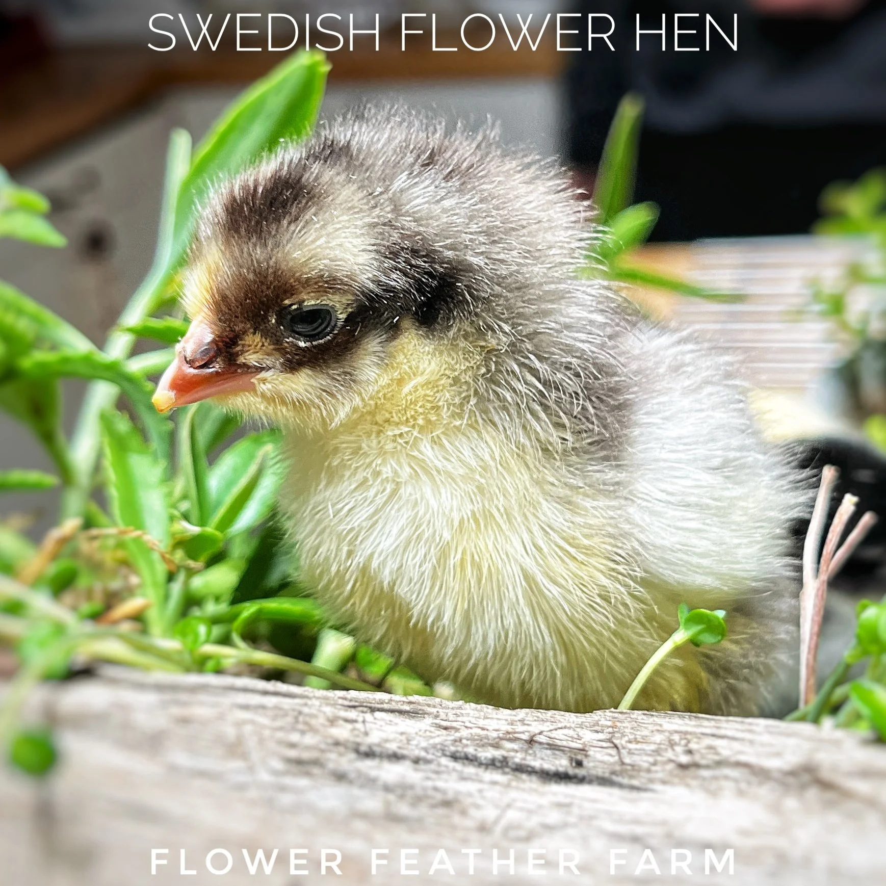 Wheaten/Blue Wheaten Marans Chicks