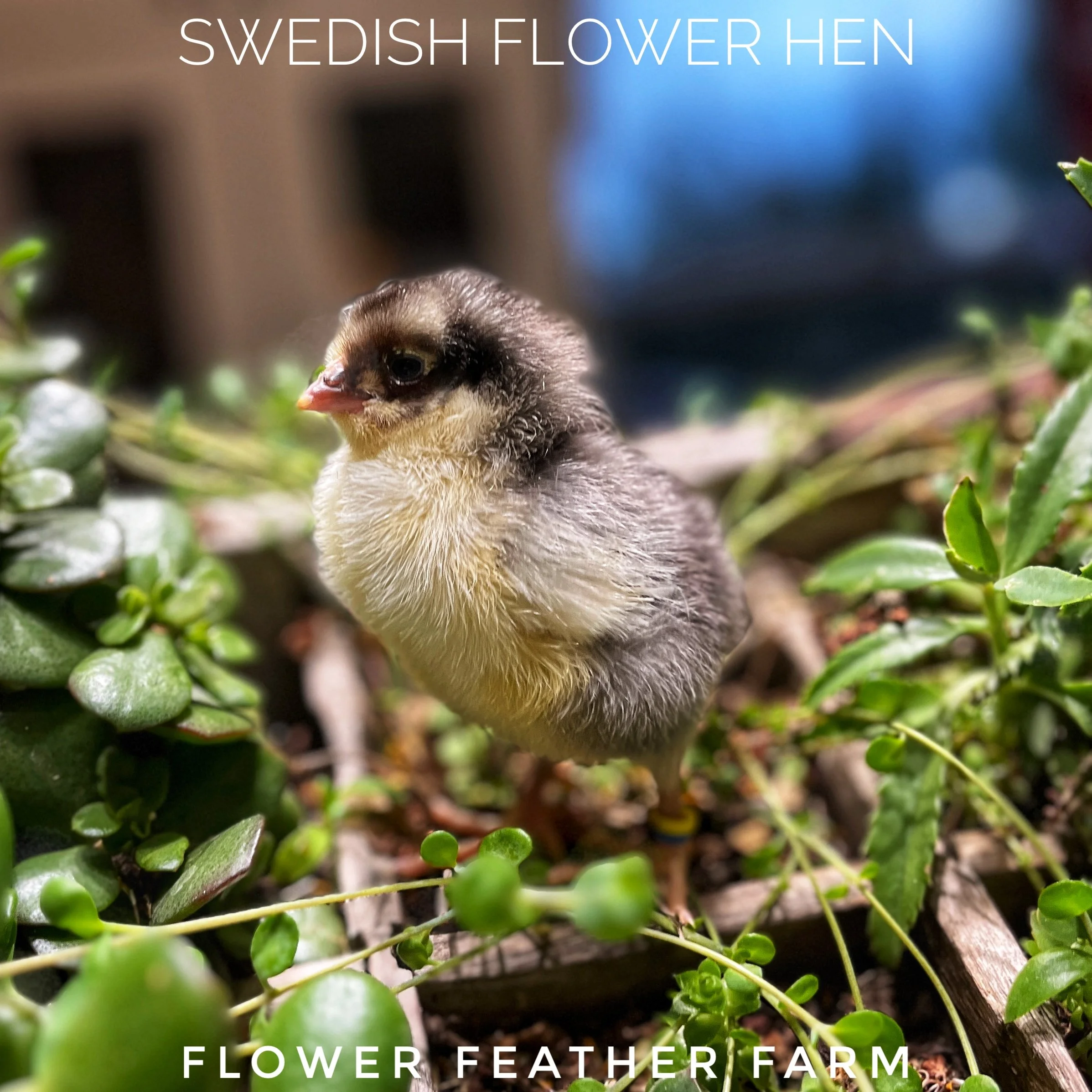 Chicks & Chickens — Flower Feather Farm, chicks & dahlias