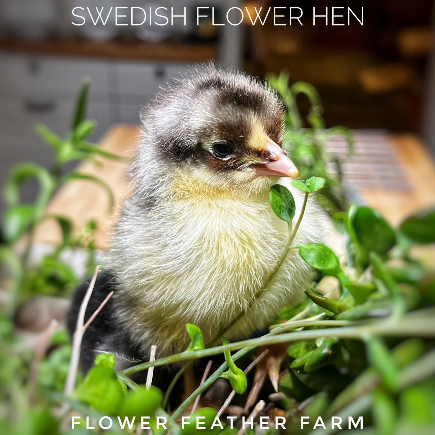 Wheaten/Blue Wheaten Marans Chicks