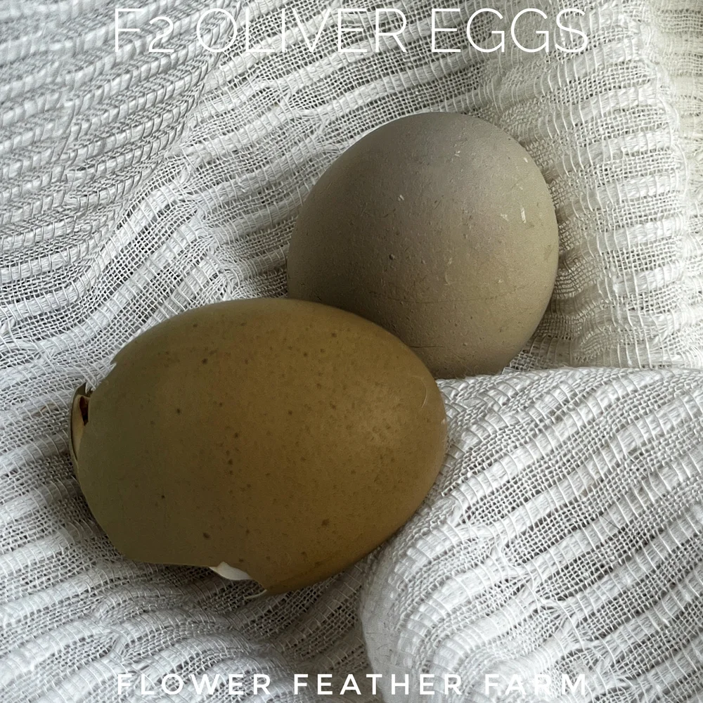 Wheaten/Blue Wheaten Marans Chicks at Flower Feather Farm, Specialty ...