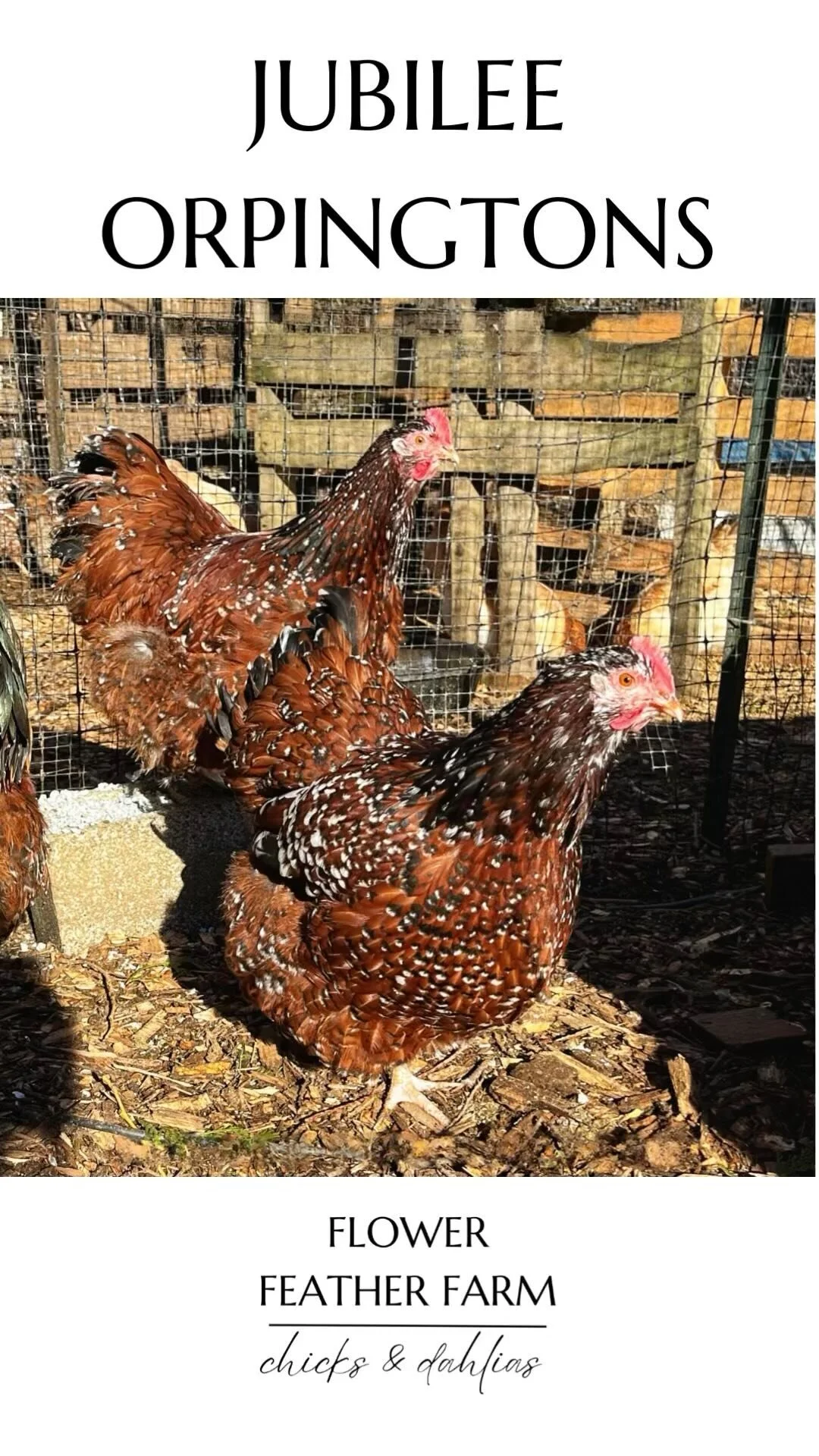 Best Hatching Tips for Healthy Chicks — Flower Feather Farm: Chicks ...