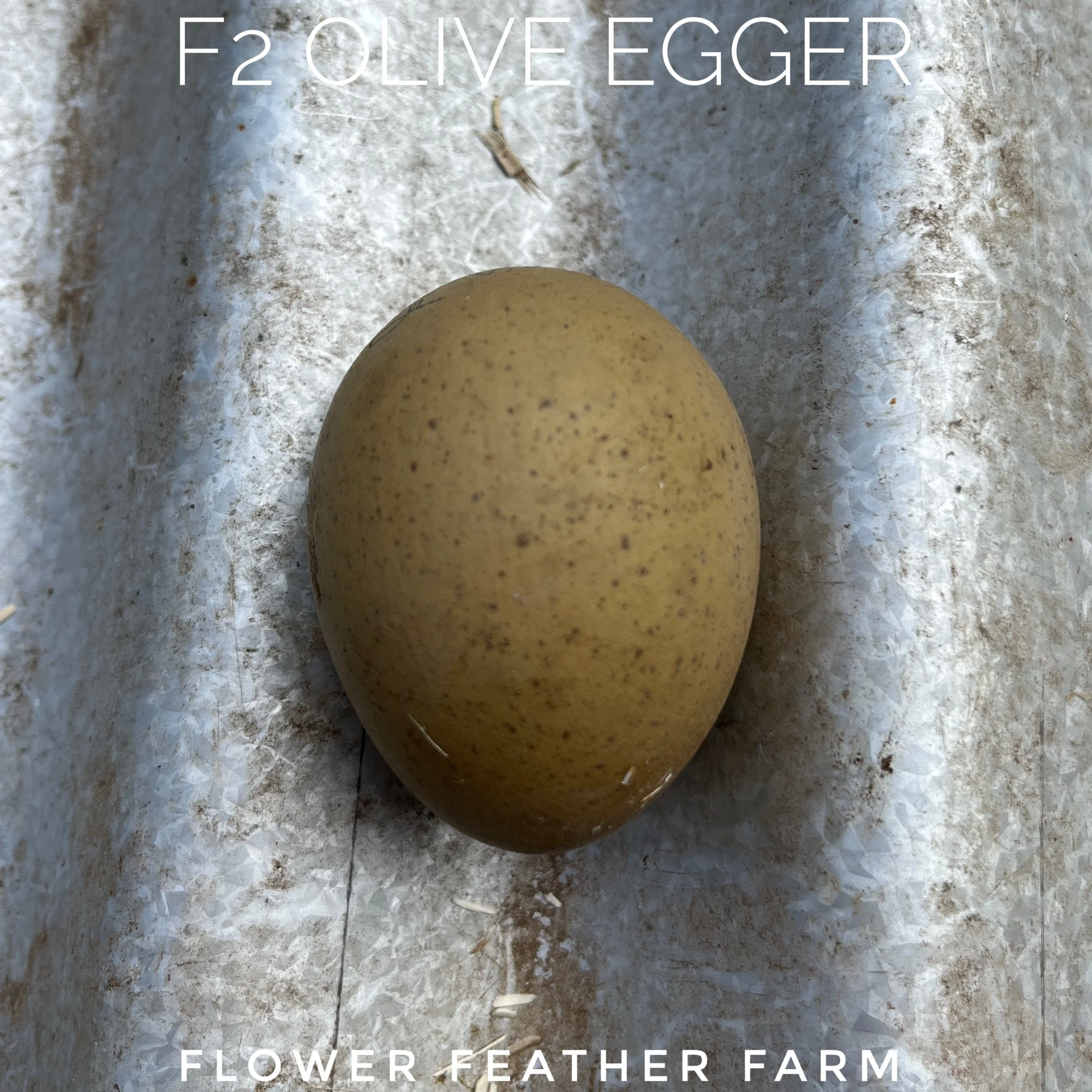 Wheaten Olive Egger Hatching Eggs at Flower Feather Farm, Speciality ...