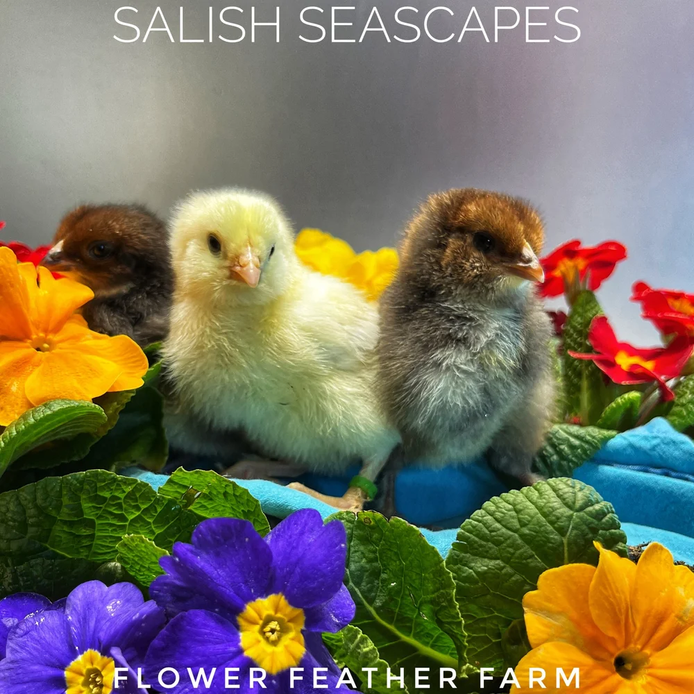 Wheaten Oliver Chicks — Flower Feather Farm: Chicks & Dahlias