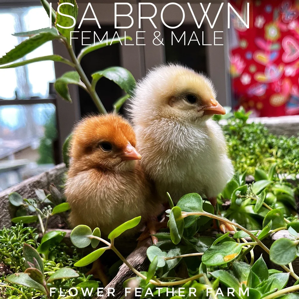 Labyrinth Dahlia Tuber Sale — Flower Feather Farm: Chicks & Dahlias