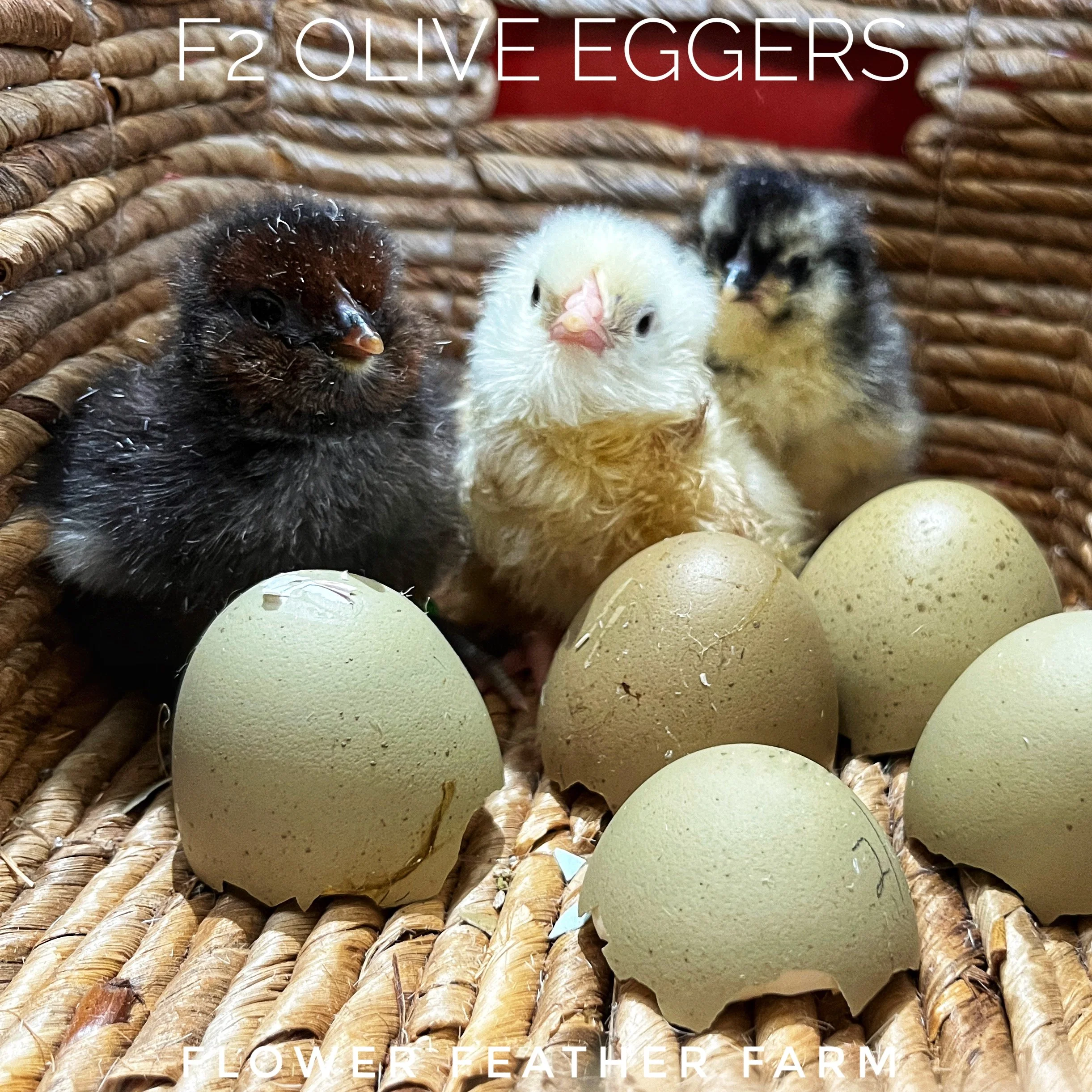 Wheaten Oliver Chicks — Flower Feather Farm: Chicks & Dahlias