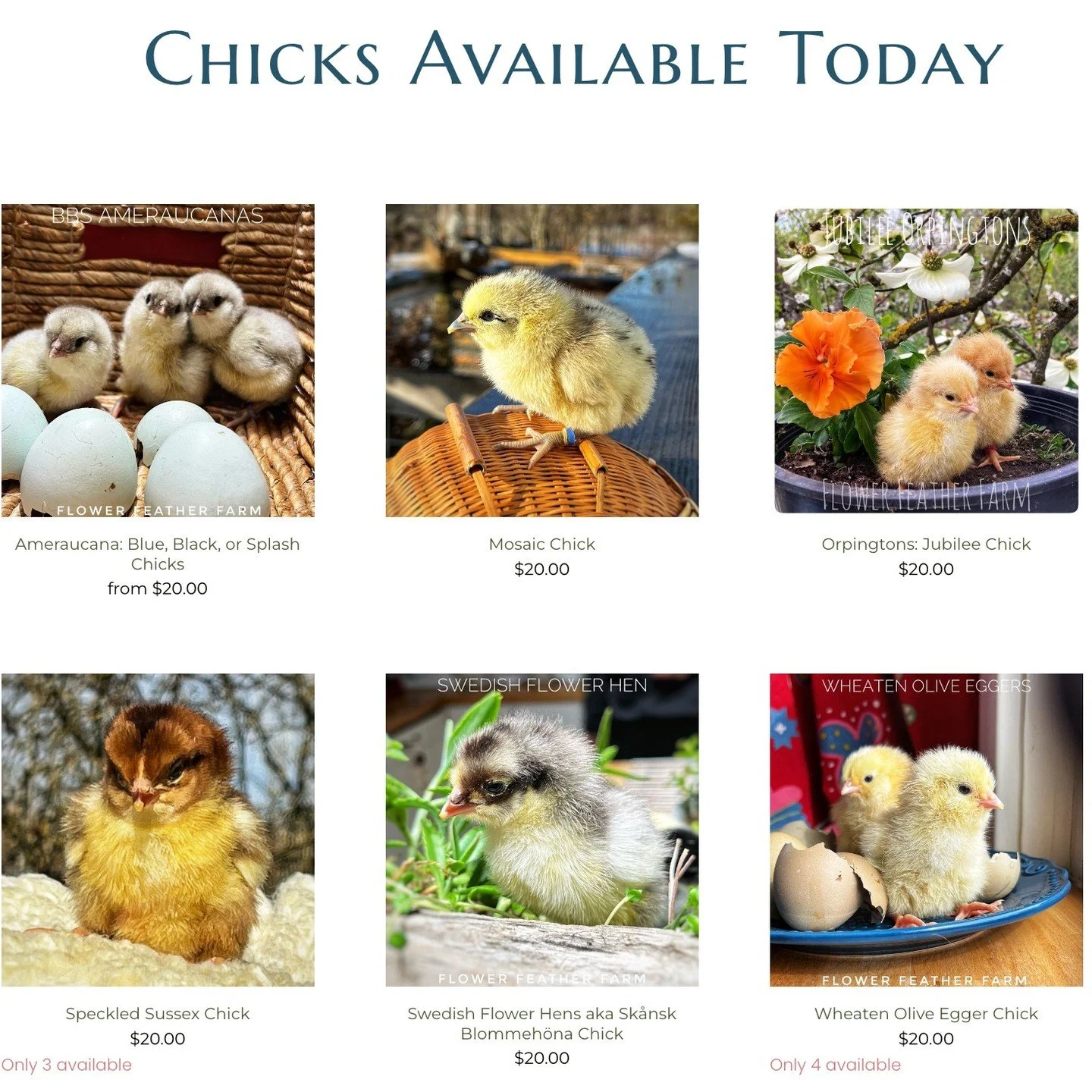 When Can I Put my Chicks Outside? — Flower Feather Farm: chicks ...