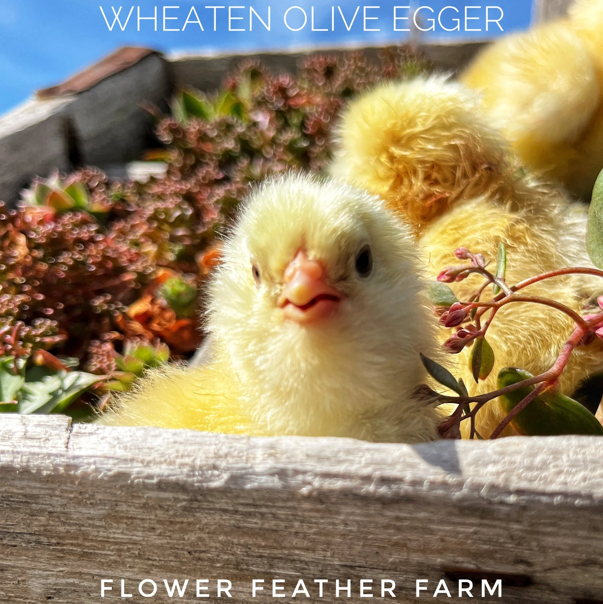 Wheaten/Blue Wheaten/Splash Ameraucanas Chicks available at Flower ...