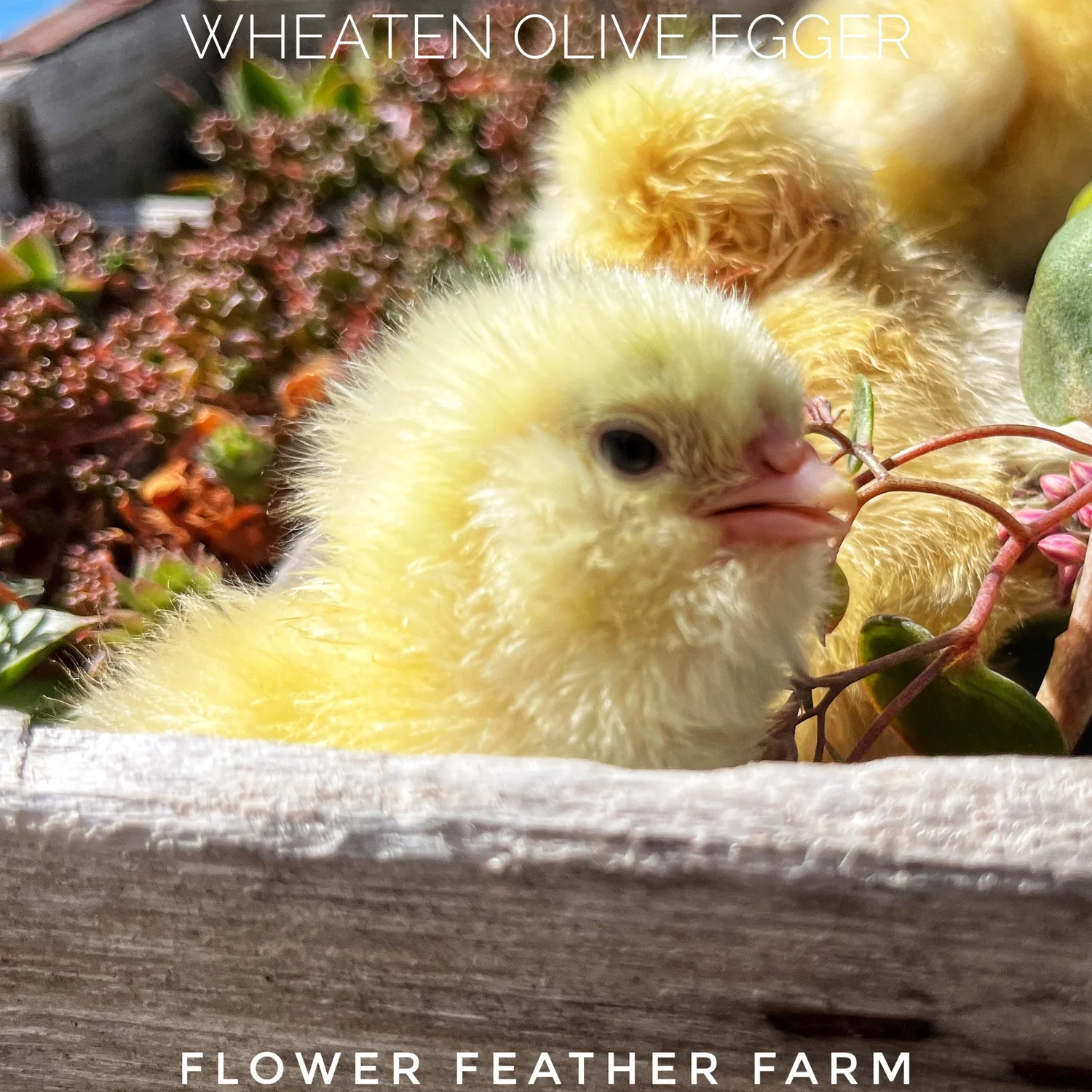 Swedish Flower Hens aka Skånsk Blommehöna Chicks — Flower Feather Farm ...