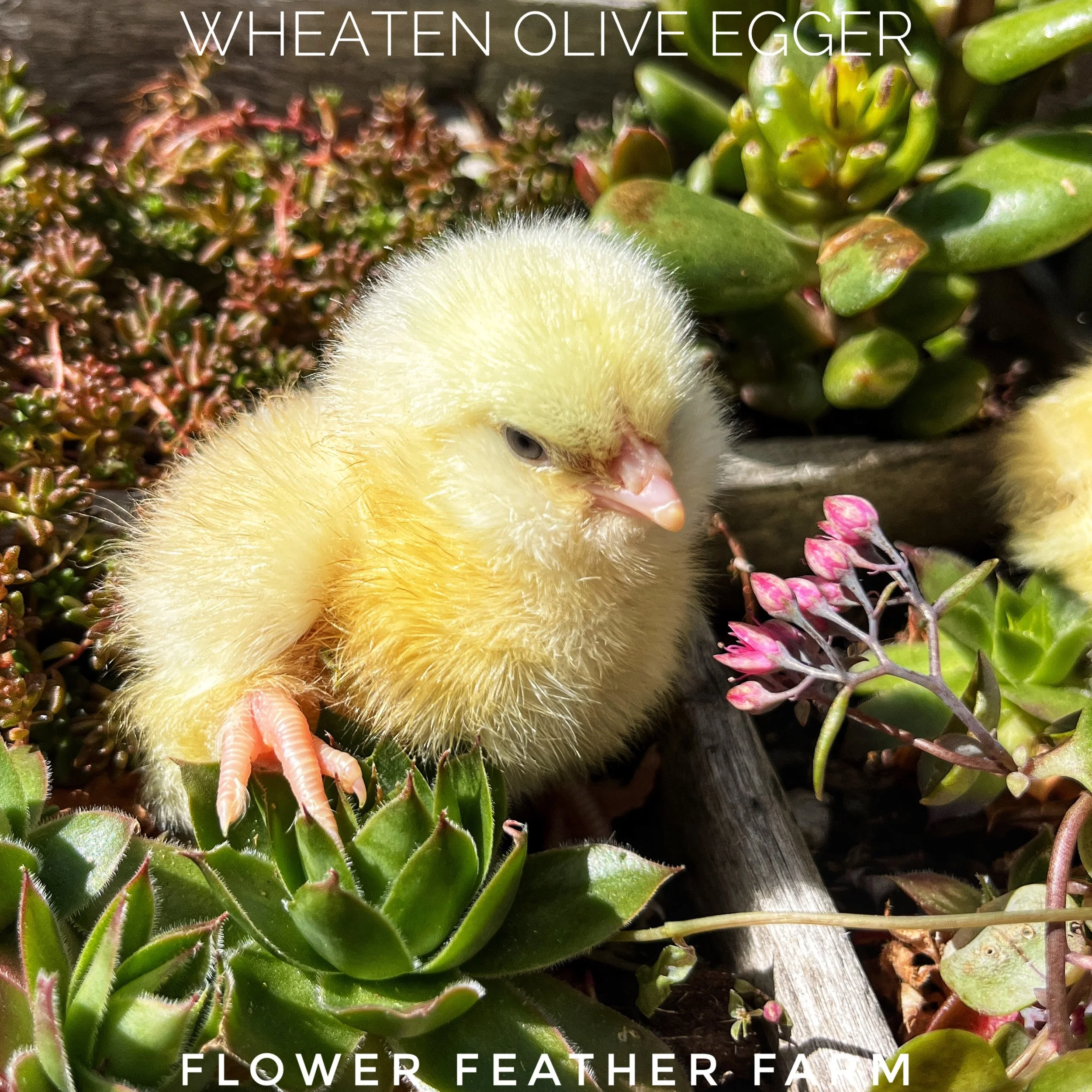 Swedish Flower Hens aka Skånsk Blommehöna Chicks — Flower Feather Farm ...