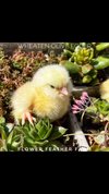 Best Hatching Tips for Healthy Chicks — Flower Feather Farm: Chicks ...