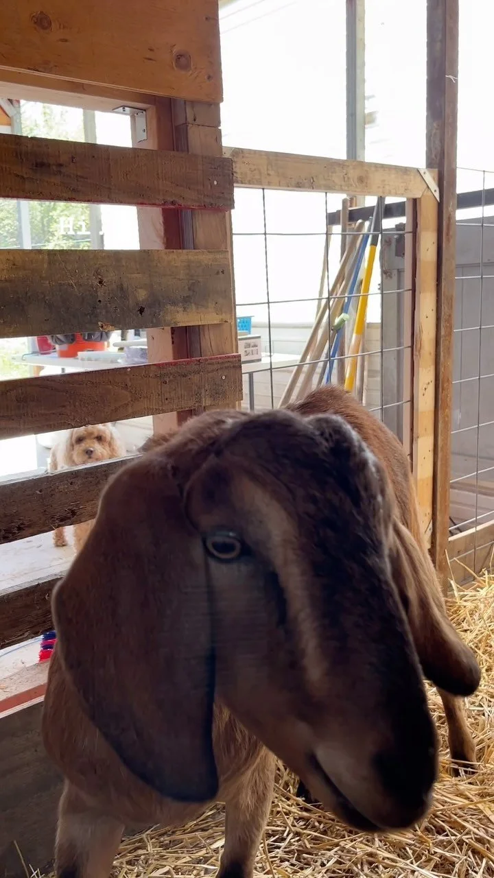 Best Hatching Tips for Healthy Chicks — Flower Feather Farm: Chicks ...