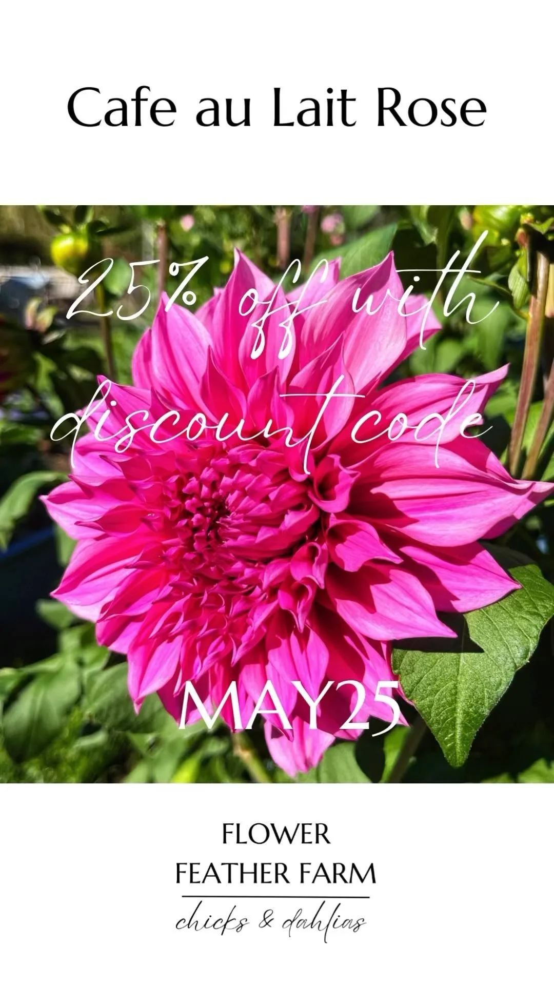 Best Hatching Tips for Healthy Chicks — Flower Feather Farm: Chicks ...