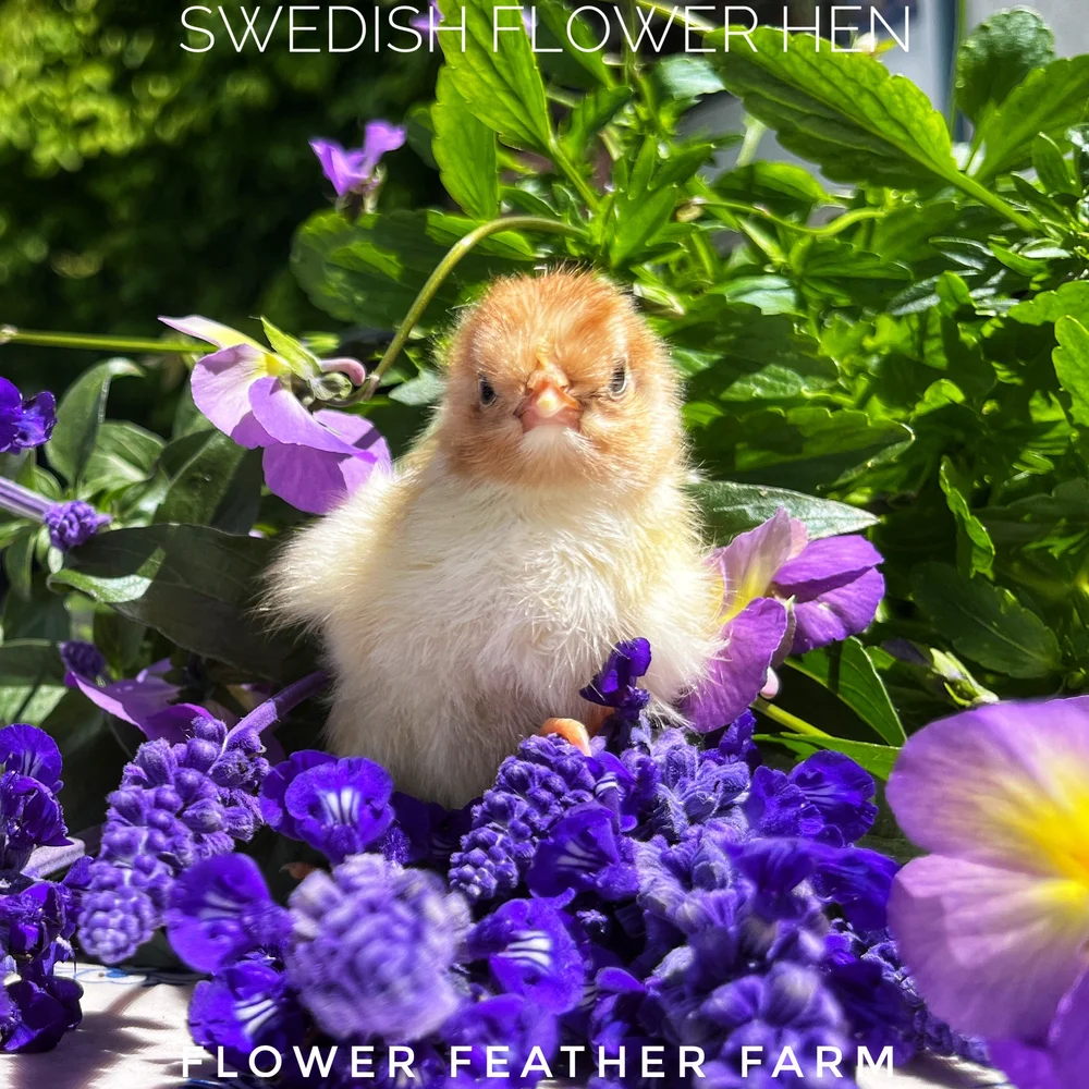 Jubilee Orpington Chicks available year-round at Flower Feather Farm ...
