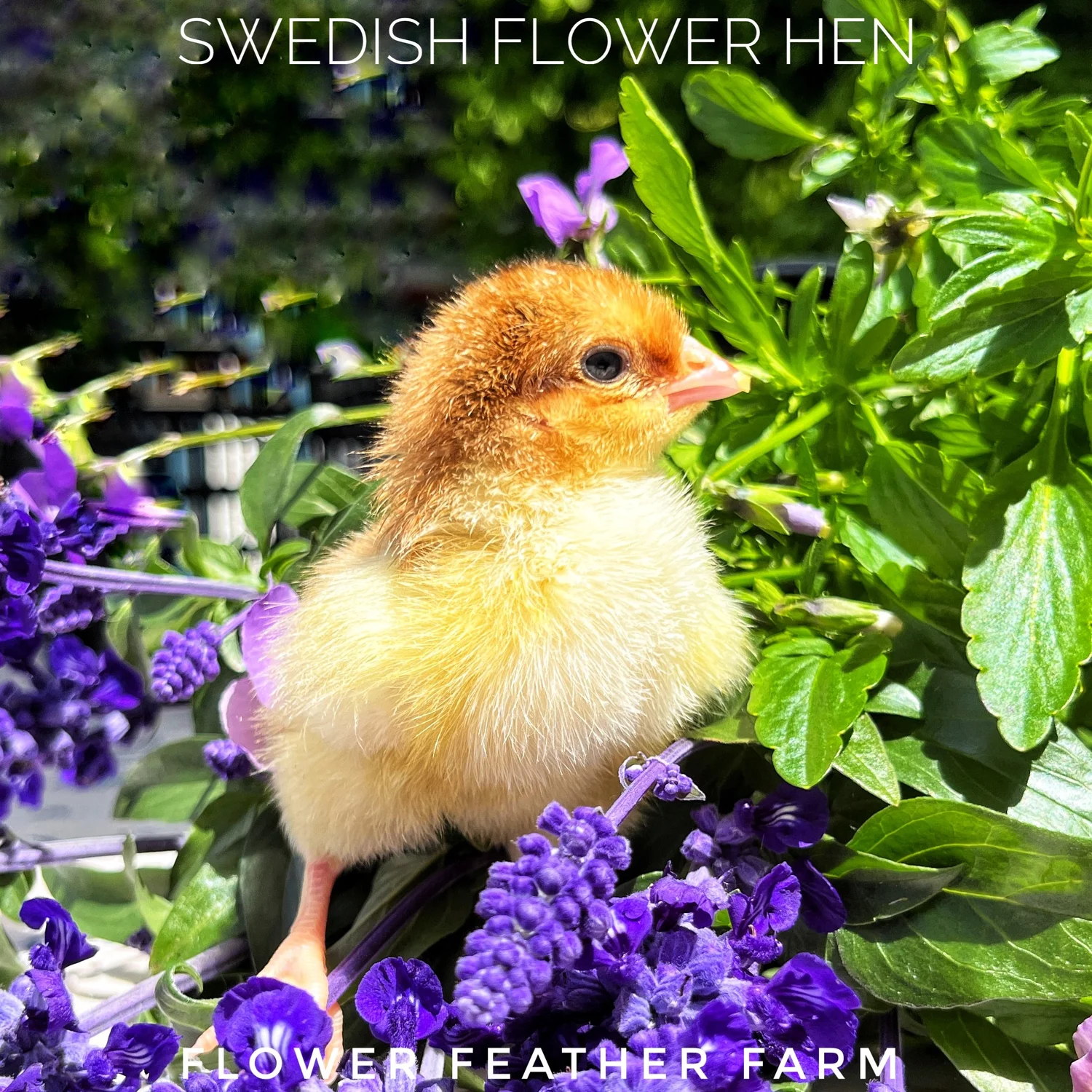 Jubilee Orpington Chicks available year-round at Flower Feather Farm ...