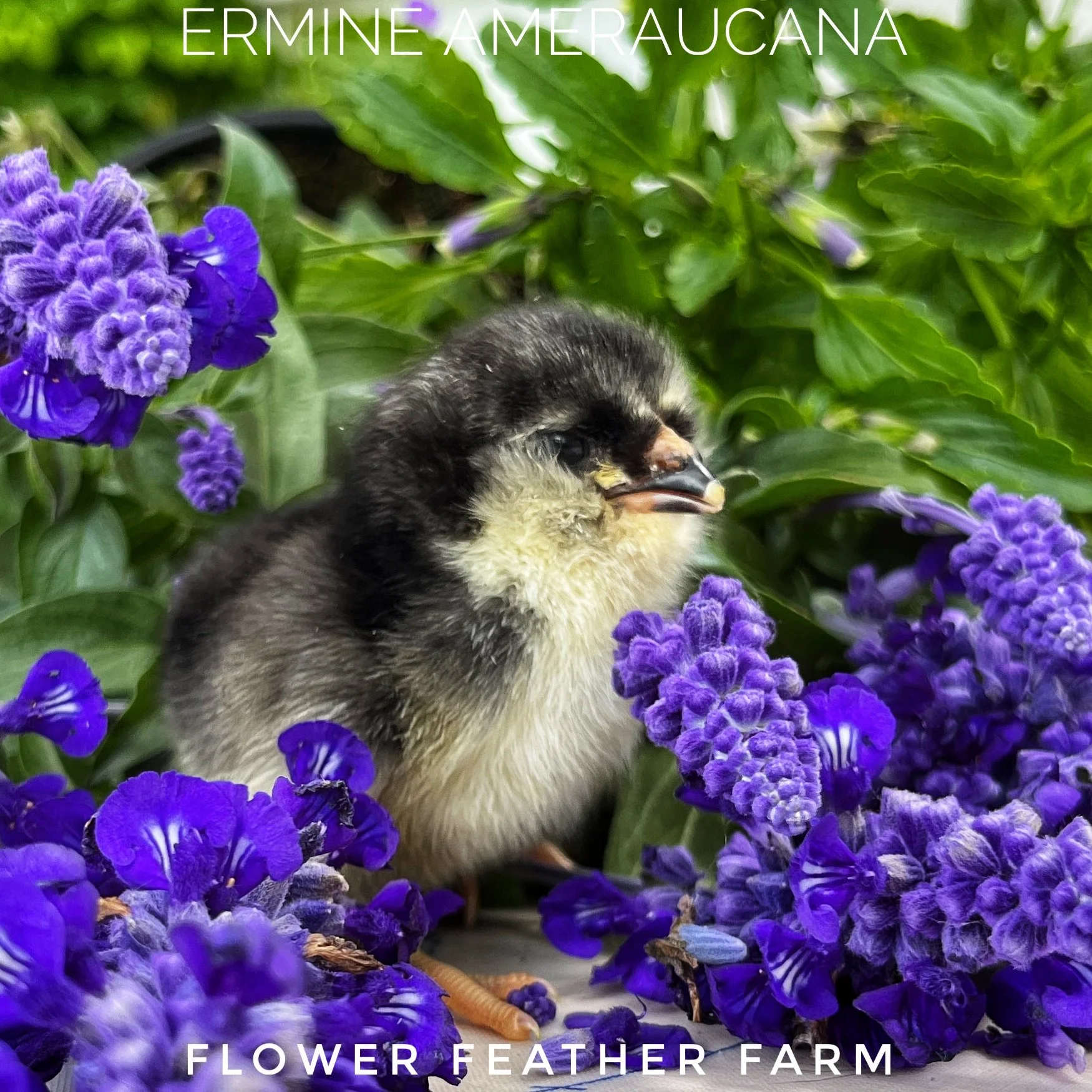 Wheaten/Blue Wheaten/Splash Ameraucanas Chicks available at Flower ...