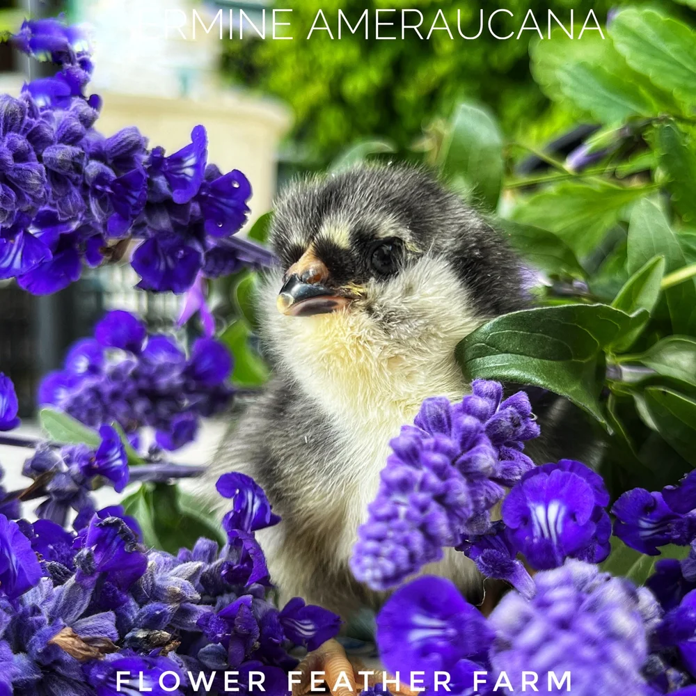 Wheaten/Blue Wheaten/Splash Ameraucanas Chicks available at Flower ...