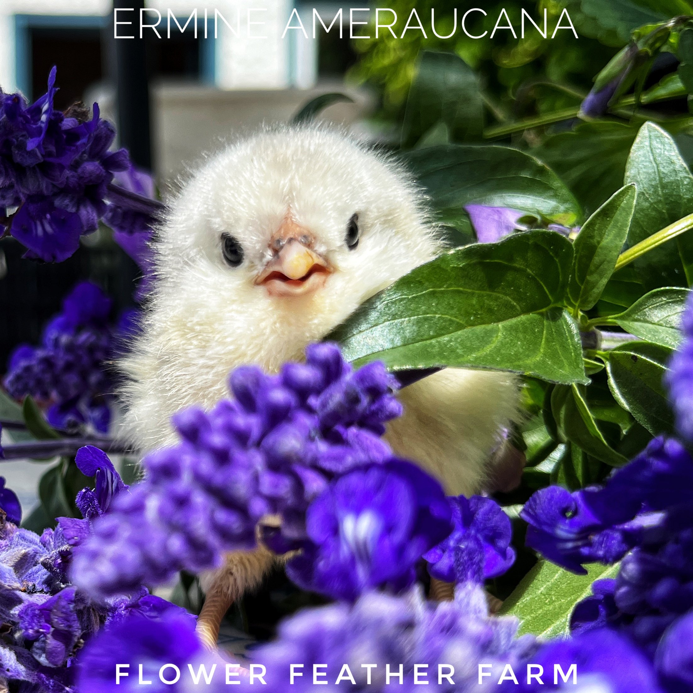 Breeds & Chicks Available — Flower Feather Farm, chicks & dahlias