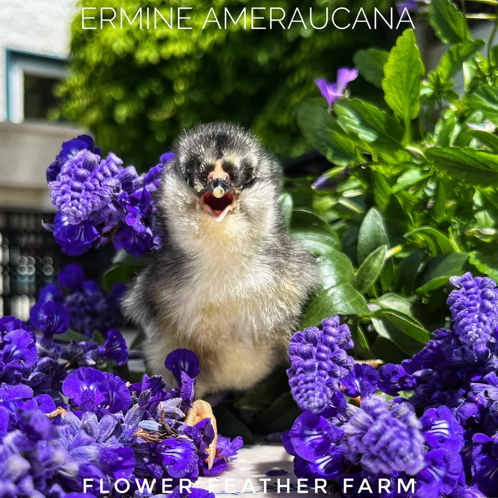 Wheaten/Blue Wheaten/Splash Ameraucanas Chicks available at Flower ...